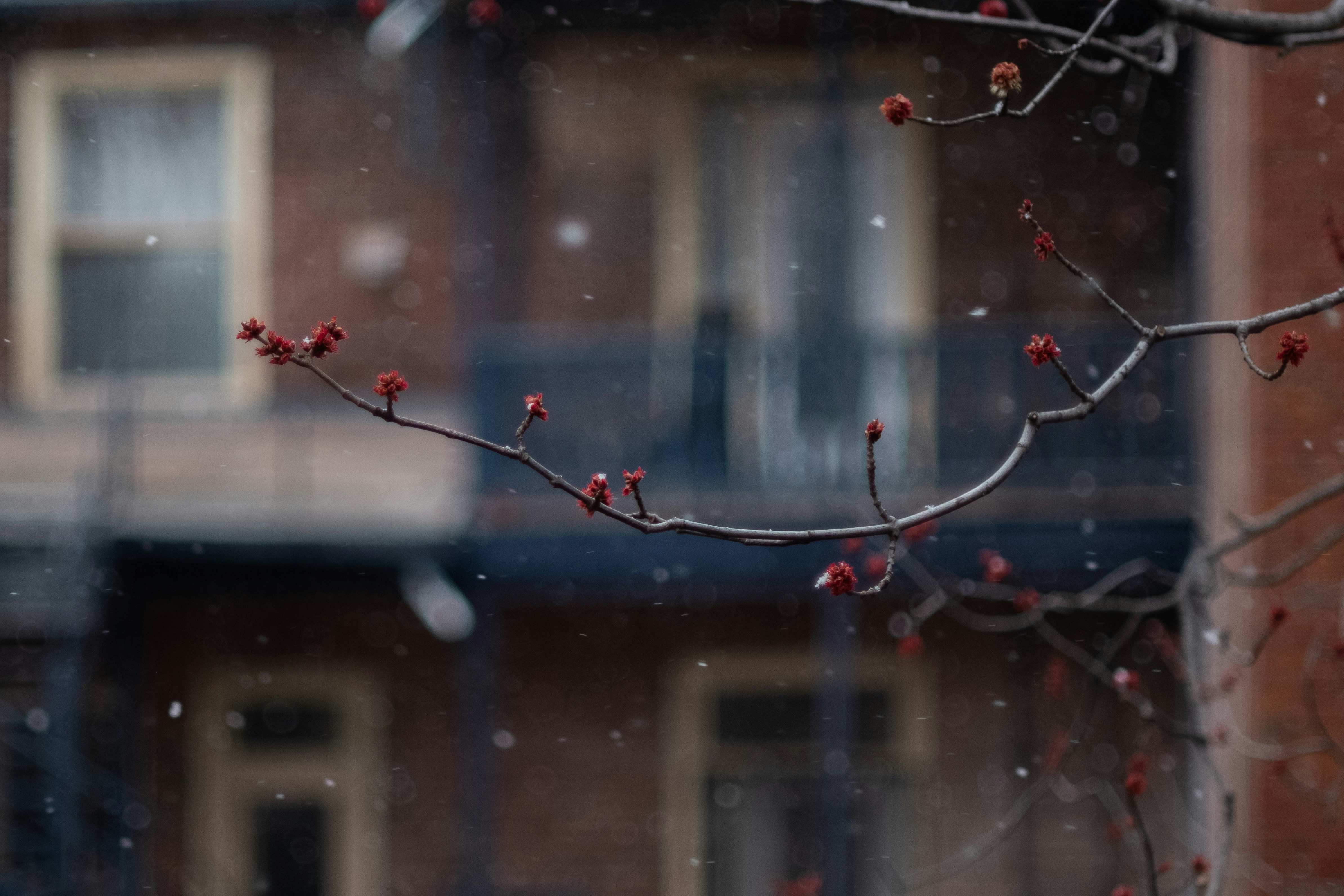 Winter buds on a quiet branch before a blurred urban backdrop