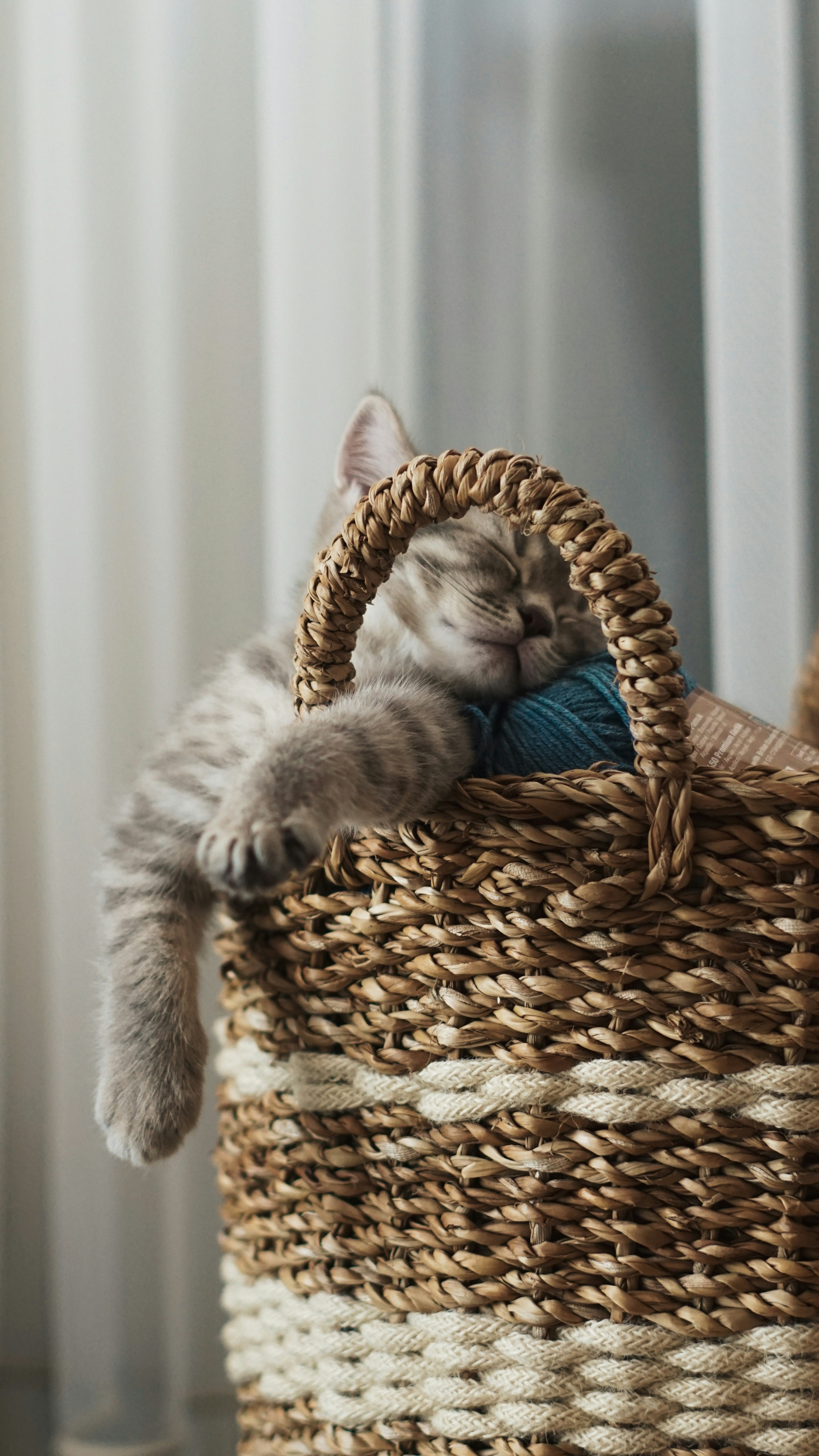Nap in the Basket: A Gray Kitten Clings to Yarn Beneath a Handwoven Handle