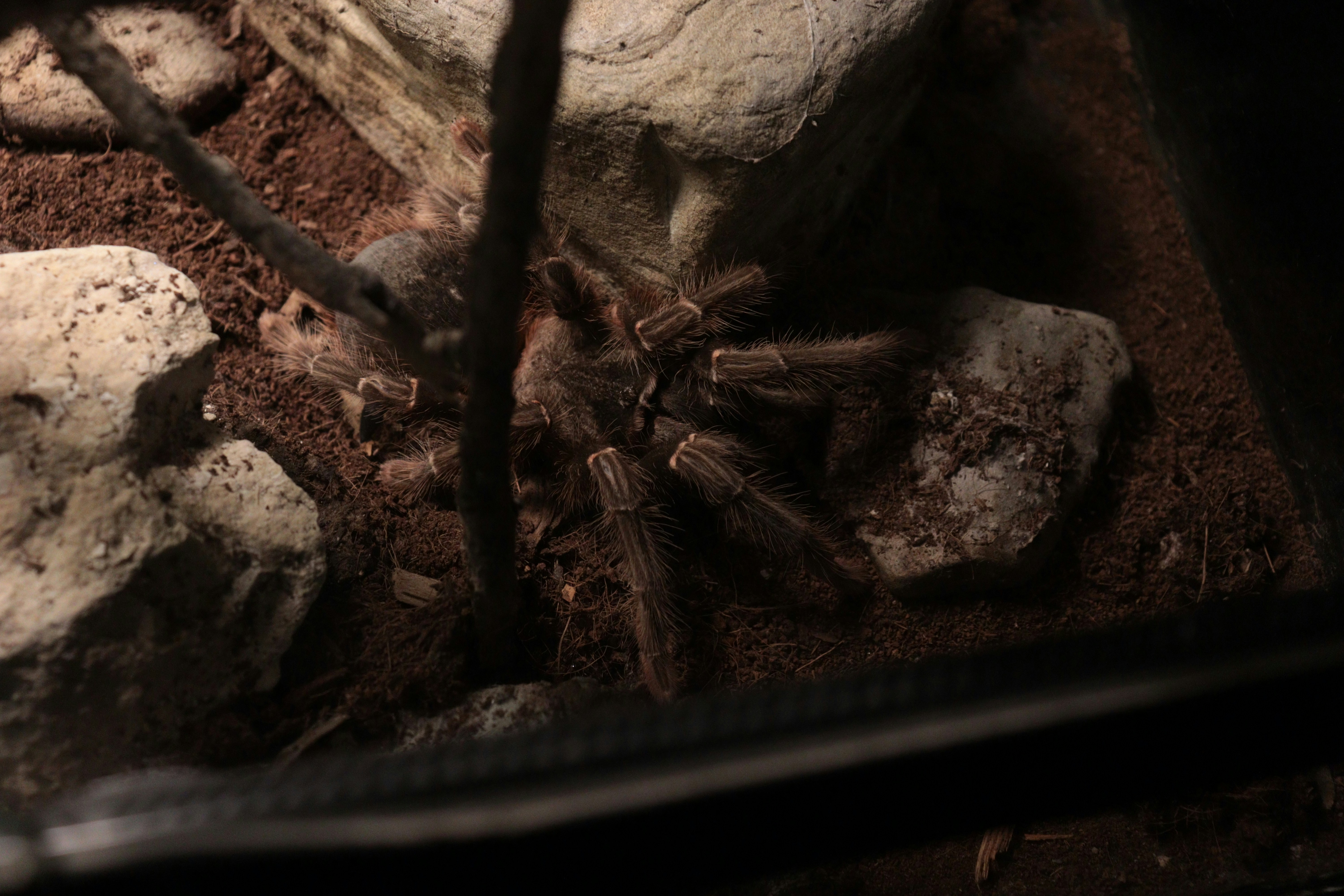 Shadowed Ambush: Tarantula Among Rocks in a Dim Terrarium