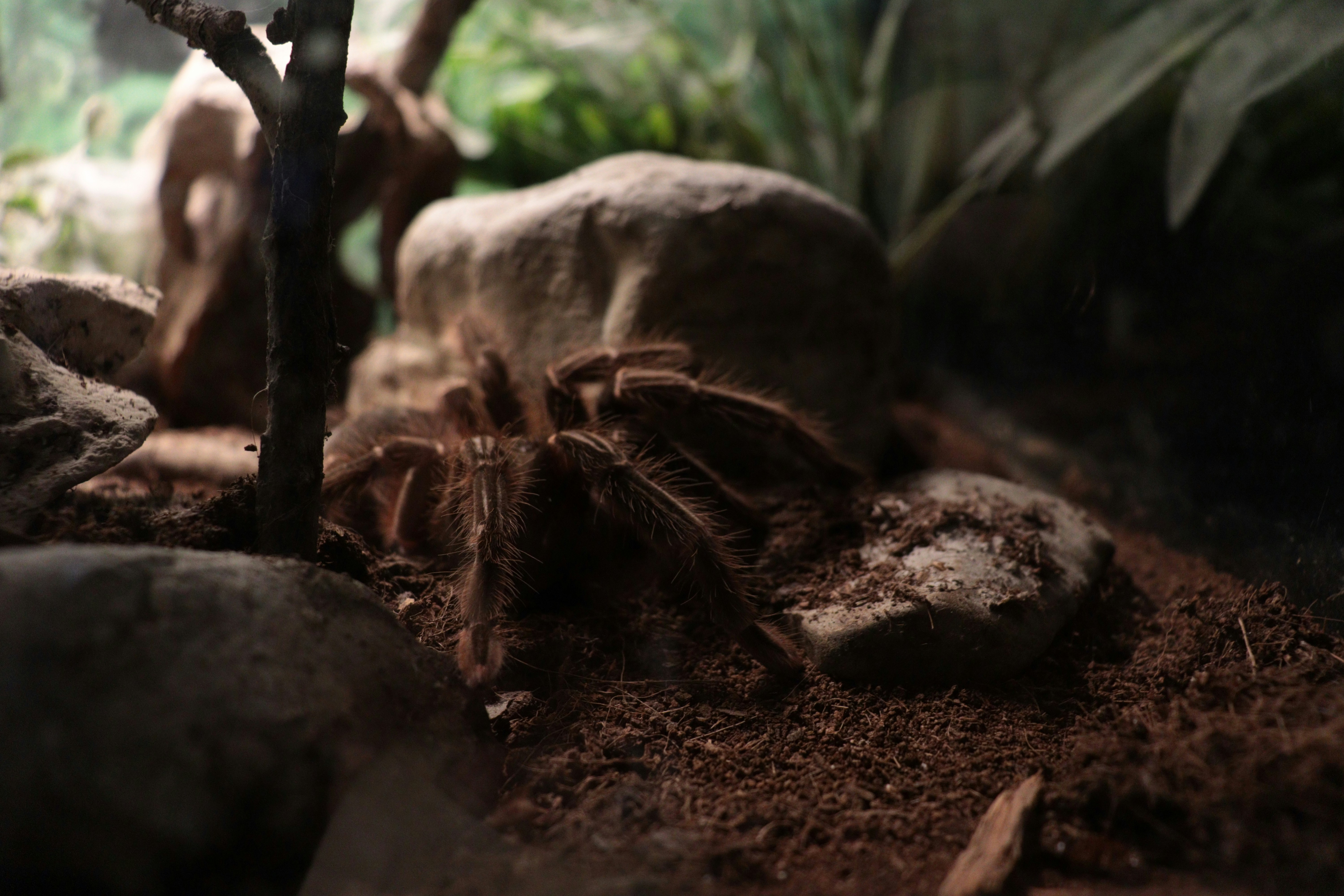 Low-Light Lair: A Tarantula Among Pebbles in a Terrarium