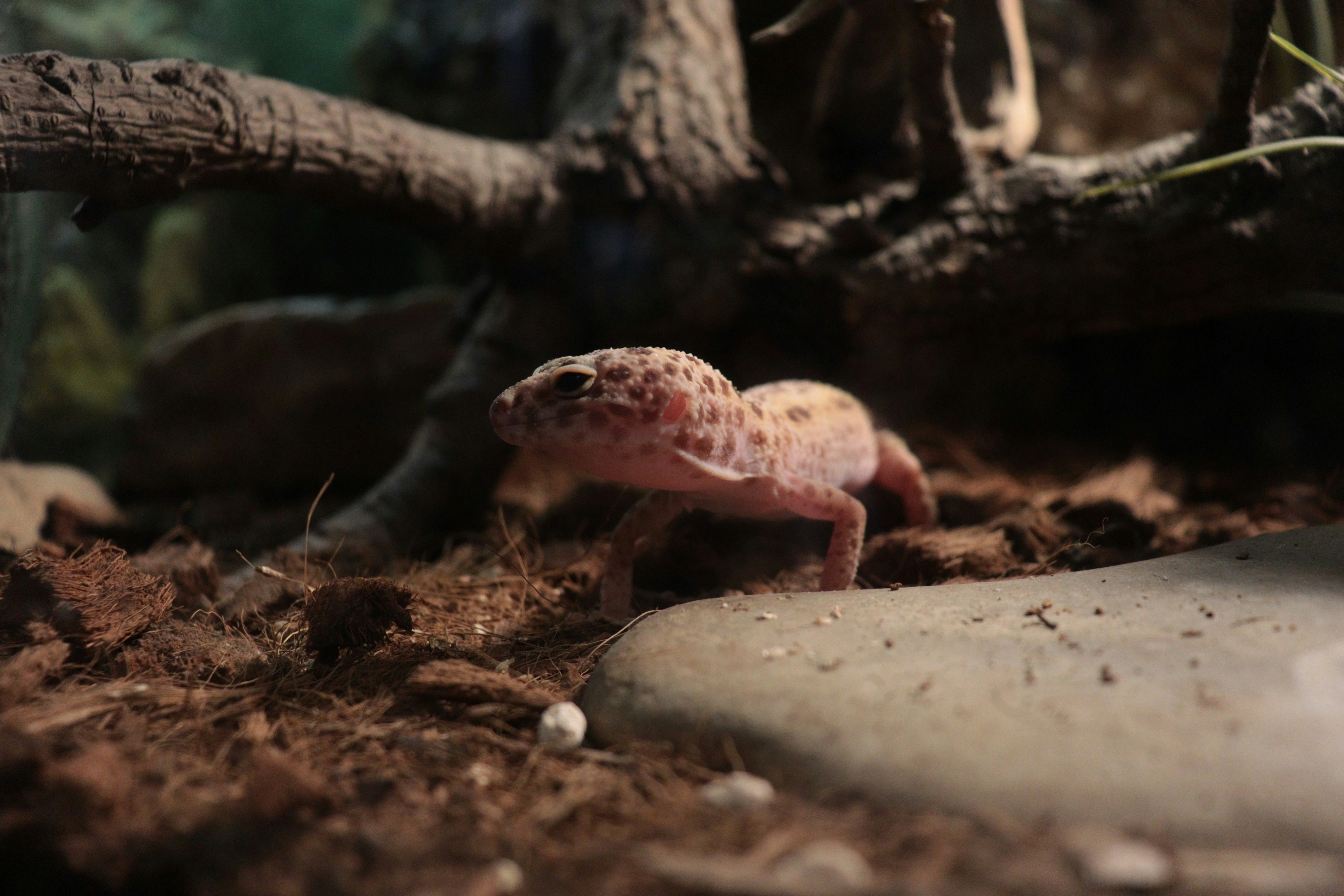 Pink-speckled salamander on a soil stage beneath fallen branch