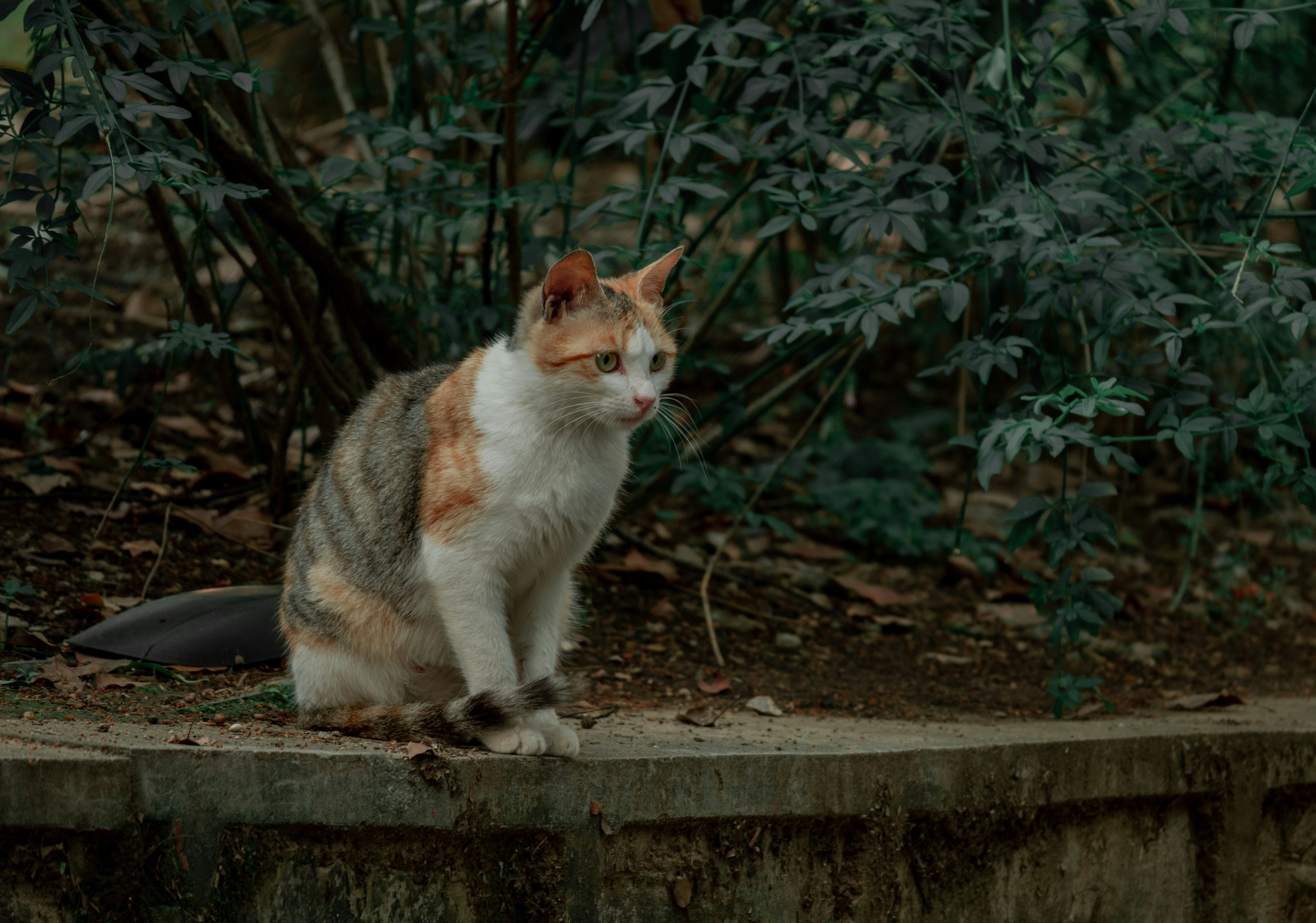 Calico Watcher on a Mossy Concrete Ledge