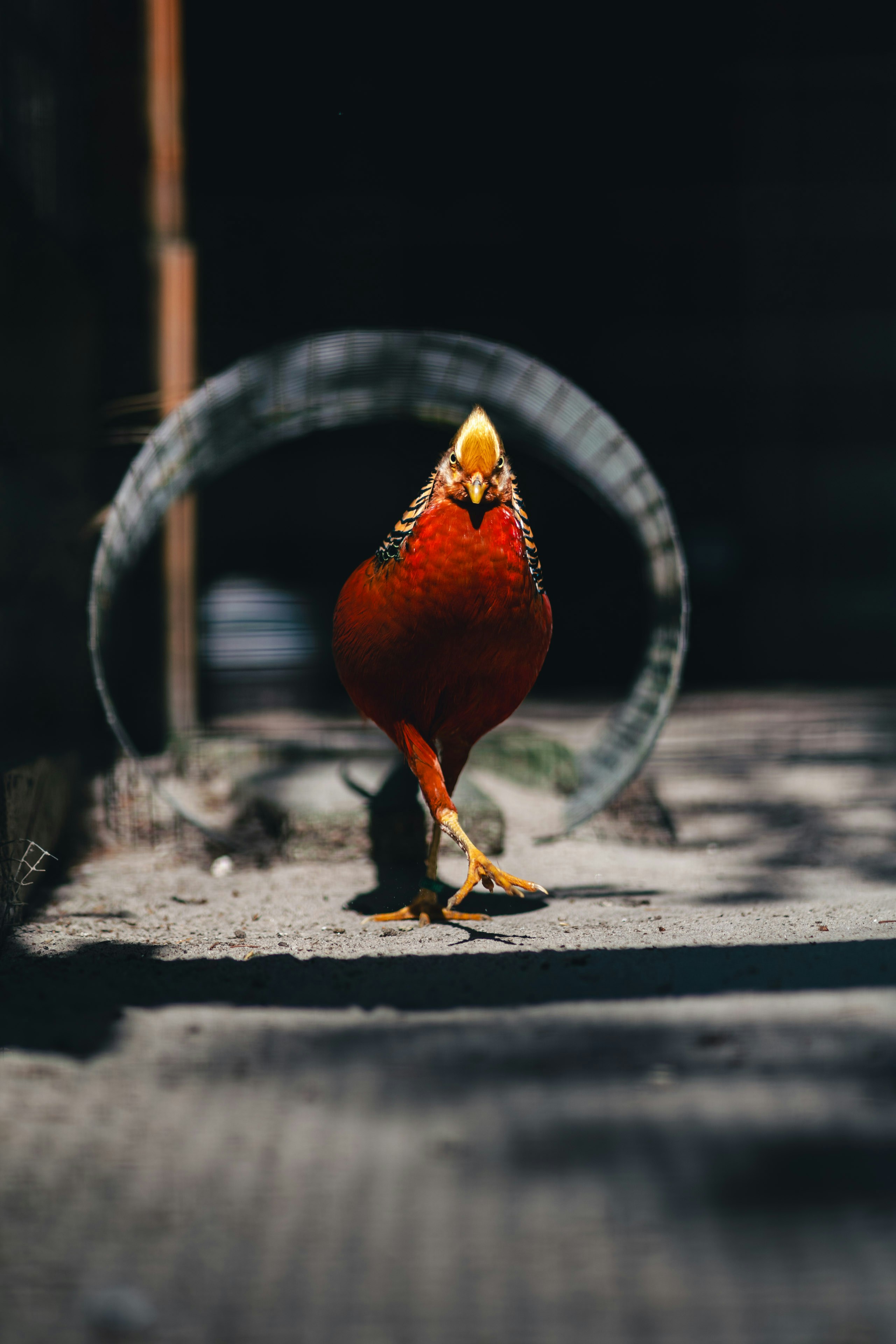 Crimson Rooster: A Bold Stride Through a Circular Shadow