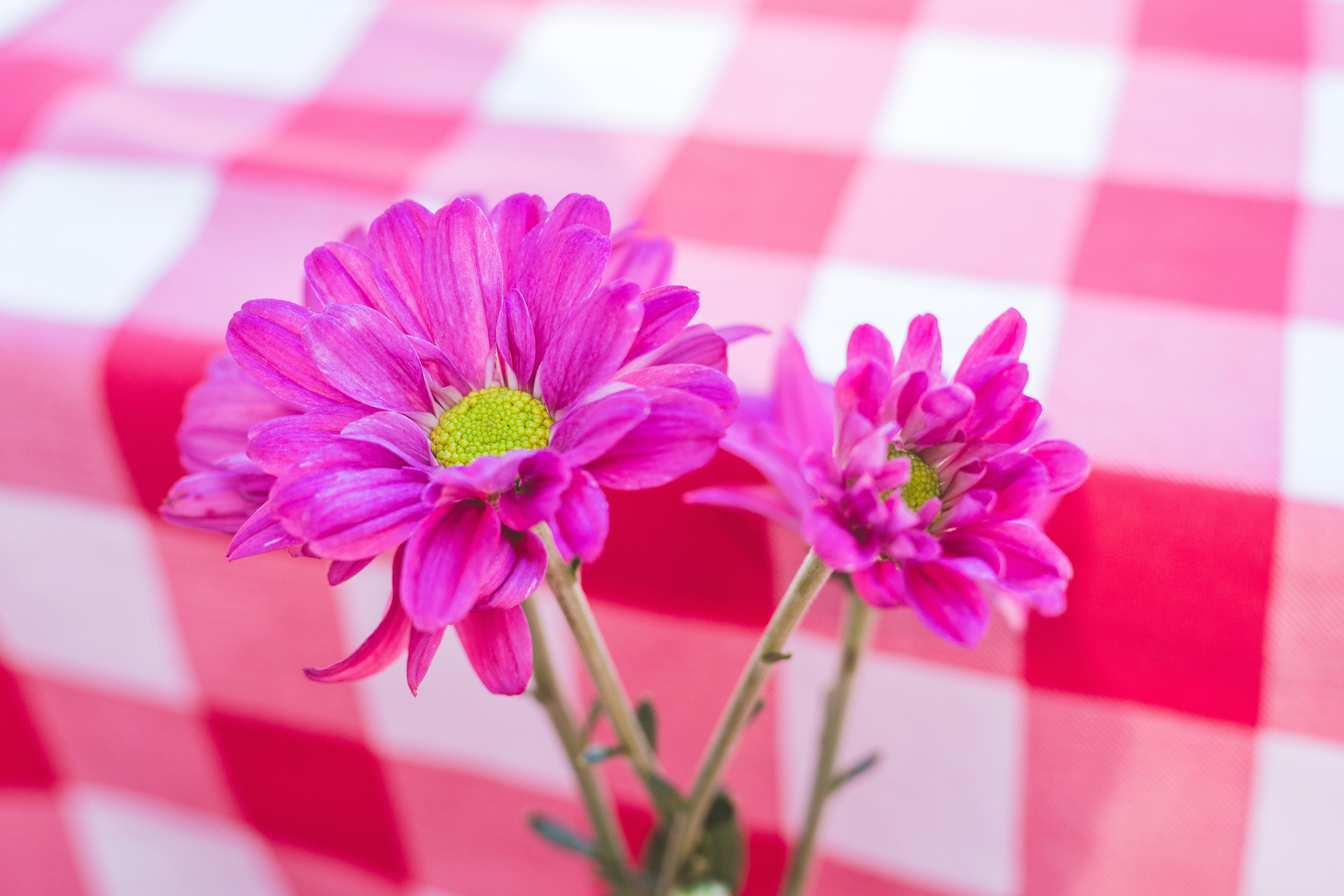 Gingham Glow: Close-up of fuchsia daisies framed by a pink checkered tablecloth