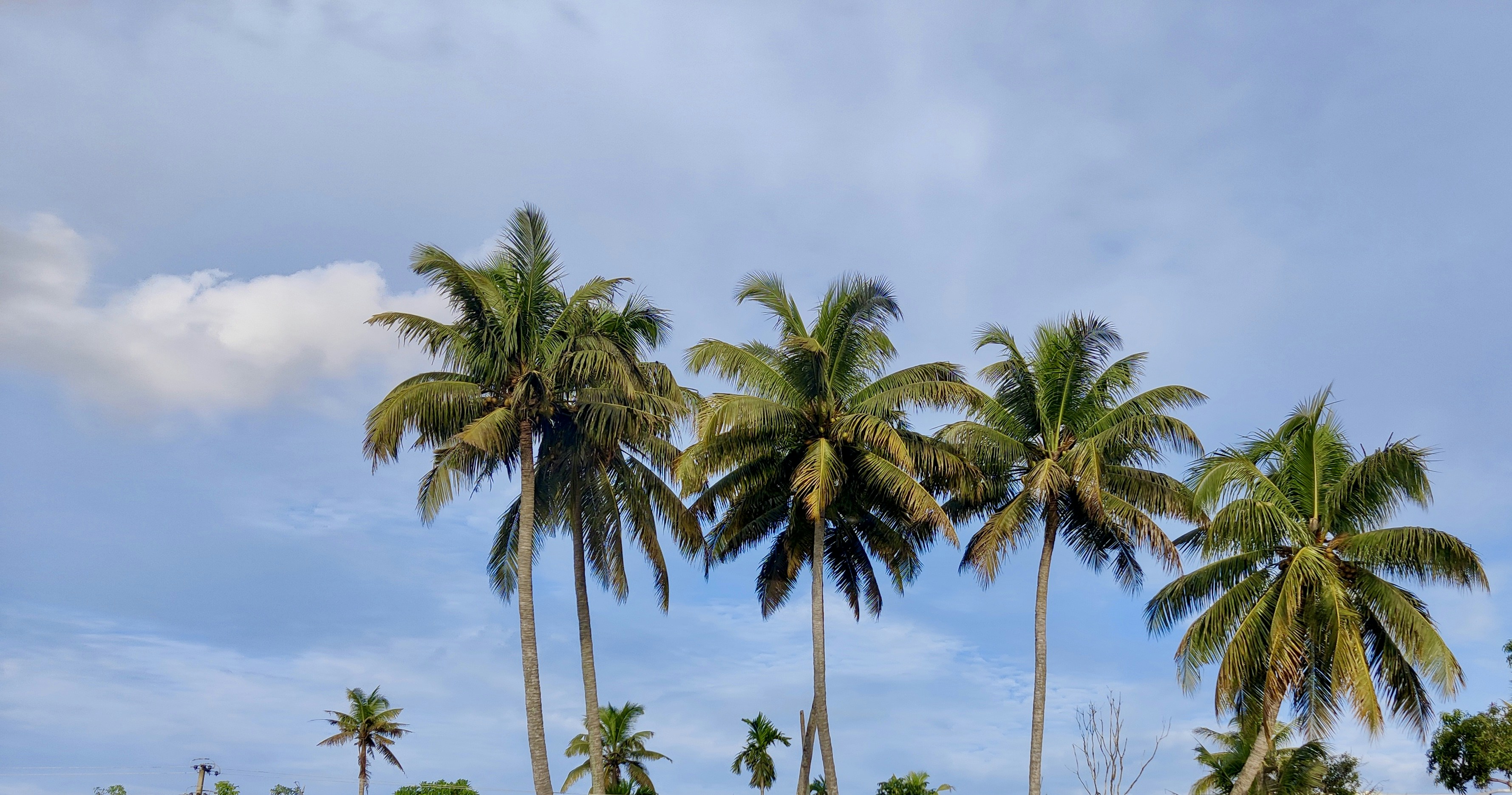 Captured coconut trees while enjoying houseboat ride. | a row of palm trees against a blue sky