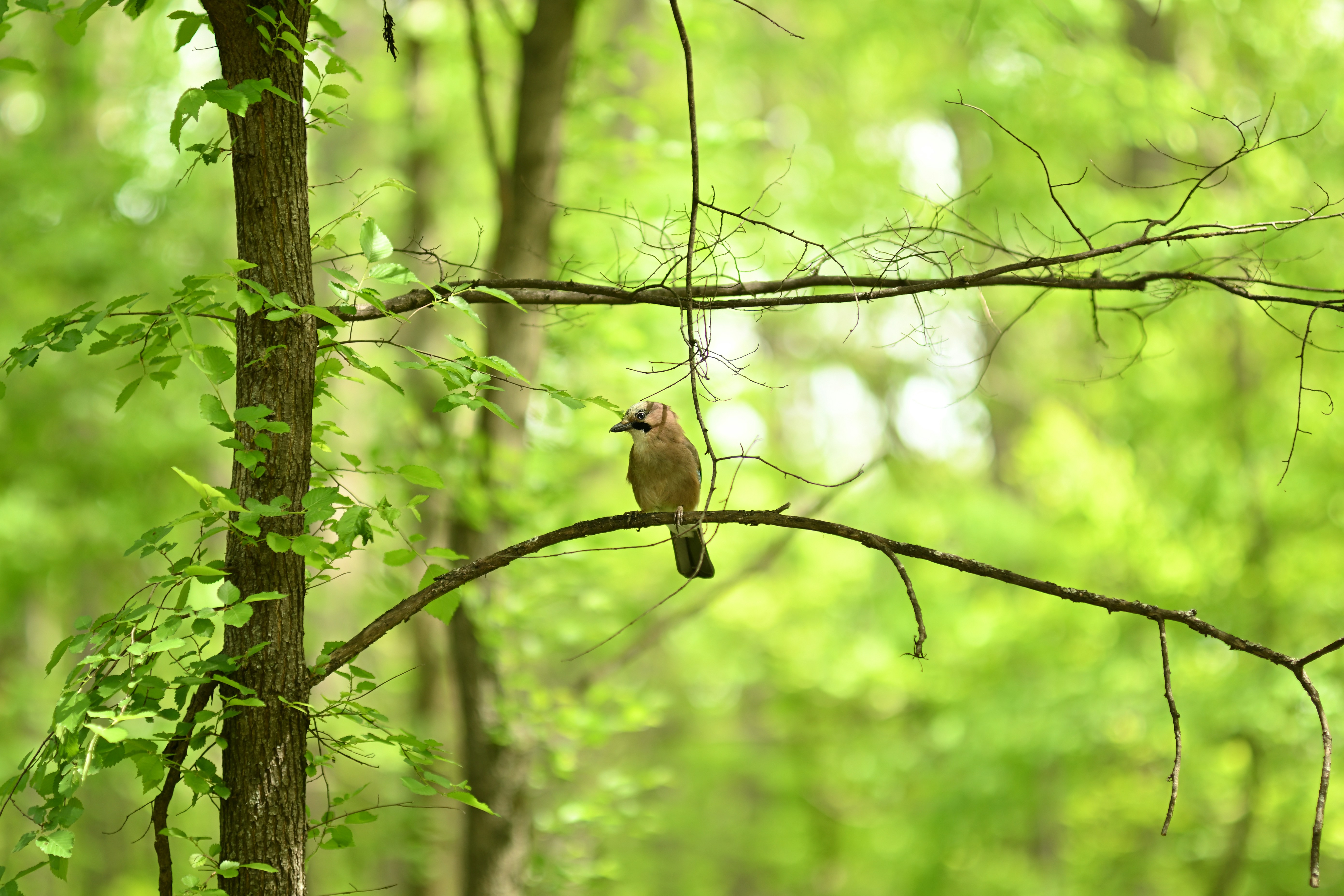 Songbird on green background