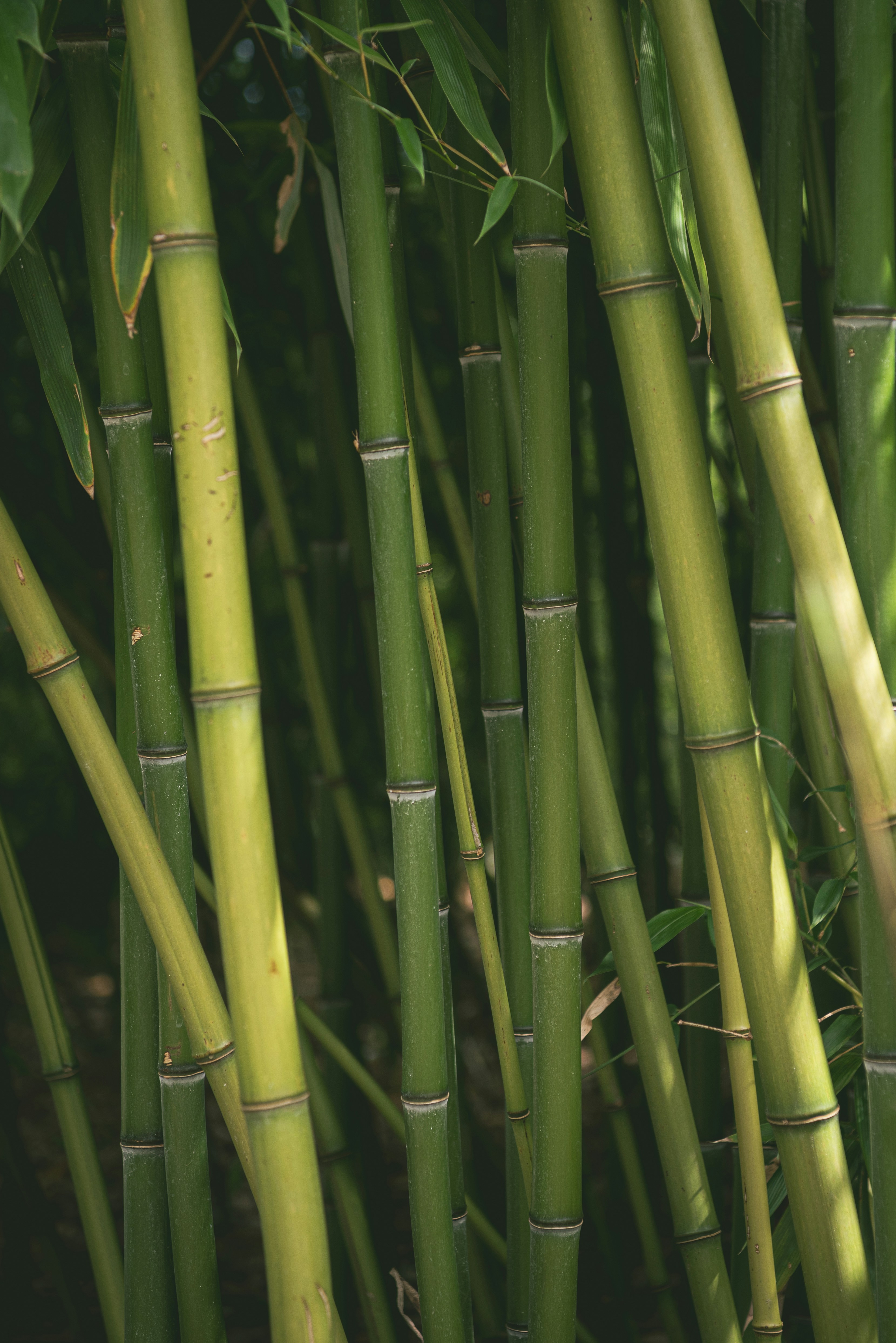 Bamboo Background Pictures | Download Free Images on Unsplash