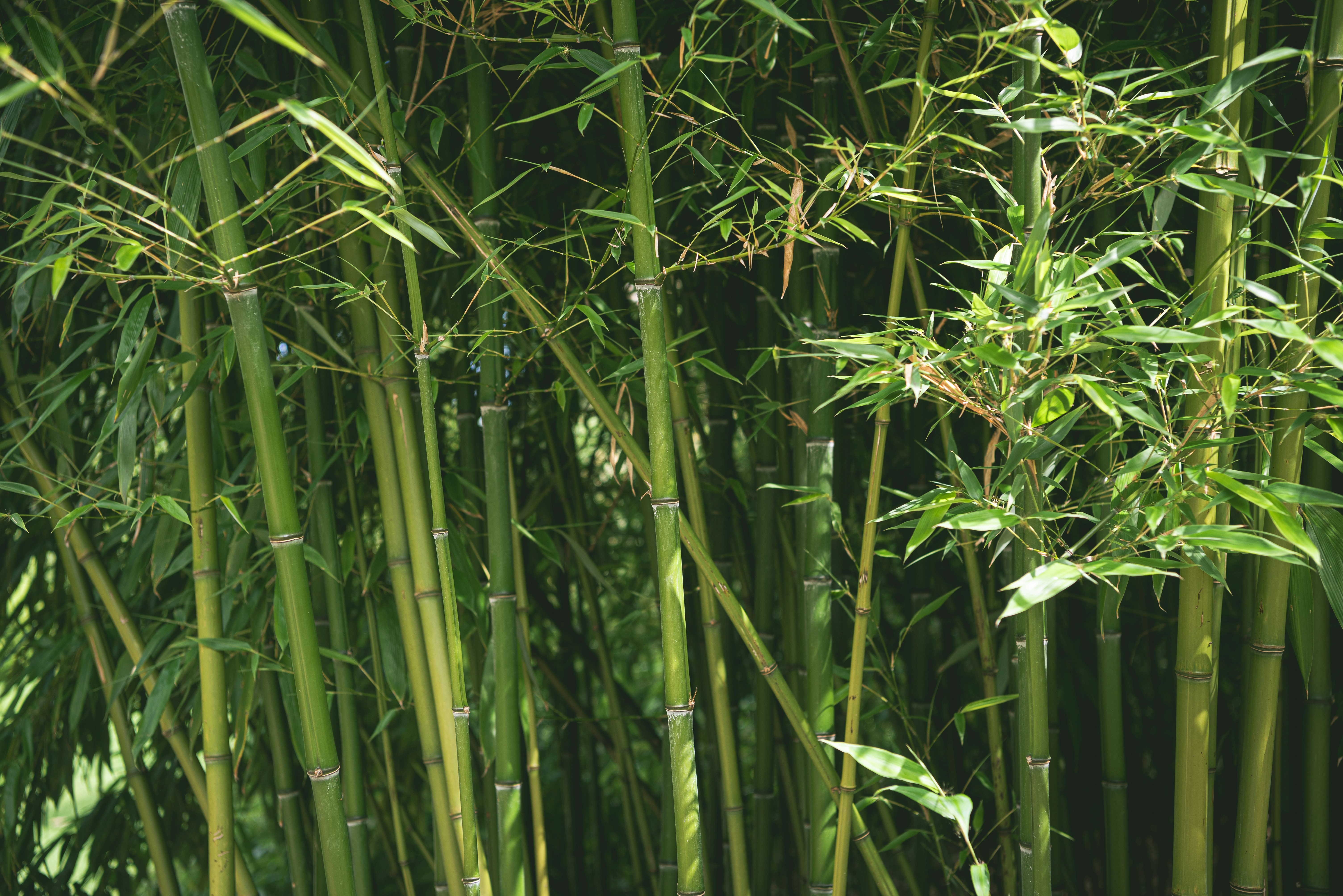Bamboo Wallpaper Pictures | Download Free Images on Unsplash