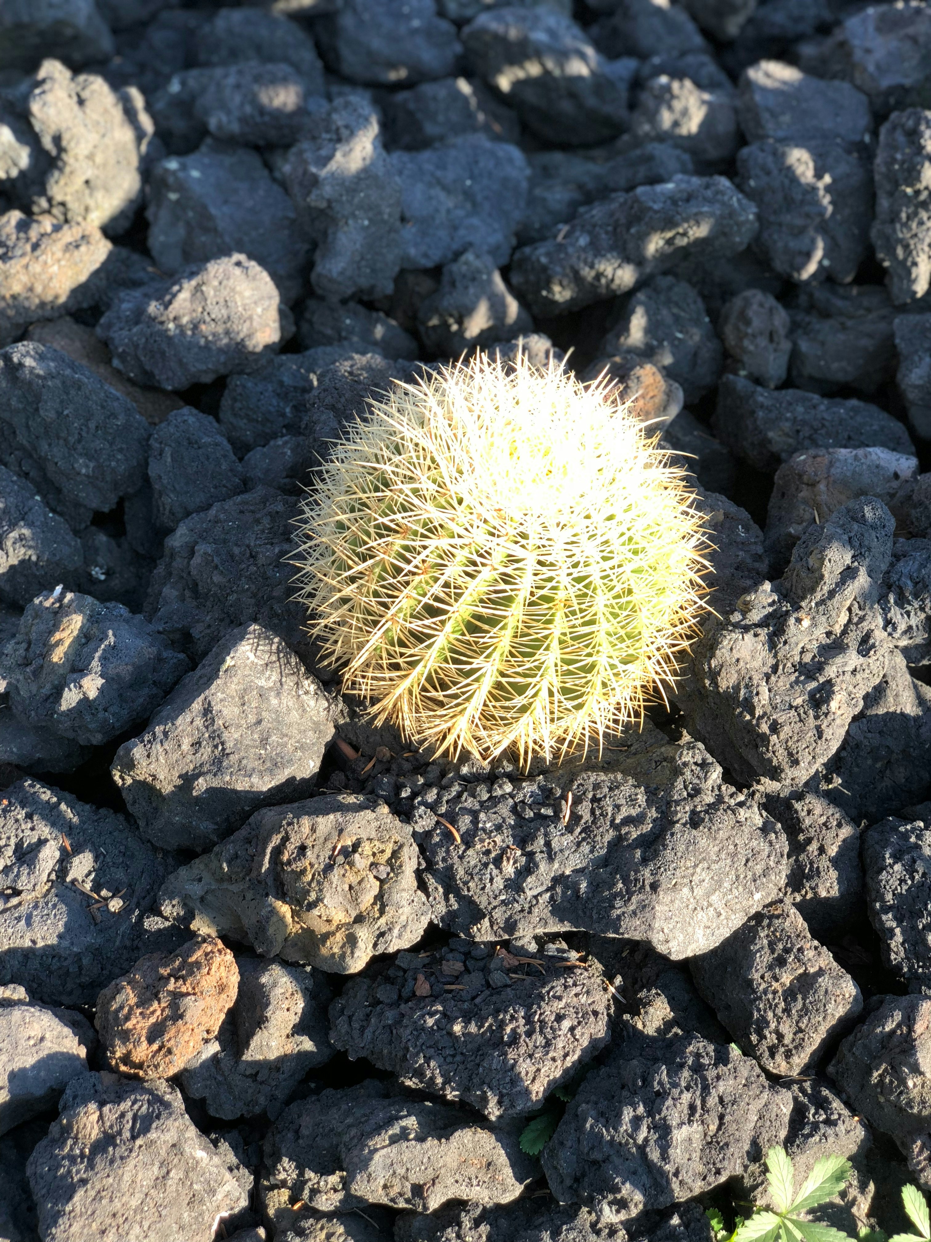 Gold Globe in a Sea of Lava: Sunlit Barrel Cactus Among Dark Pebbles
