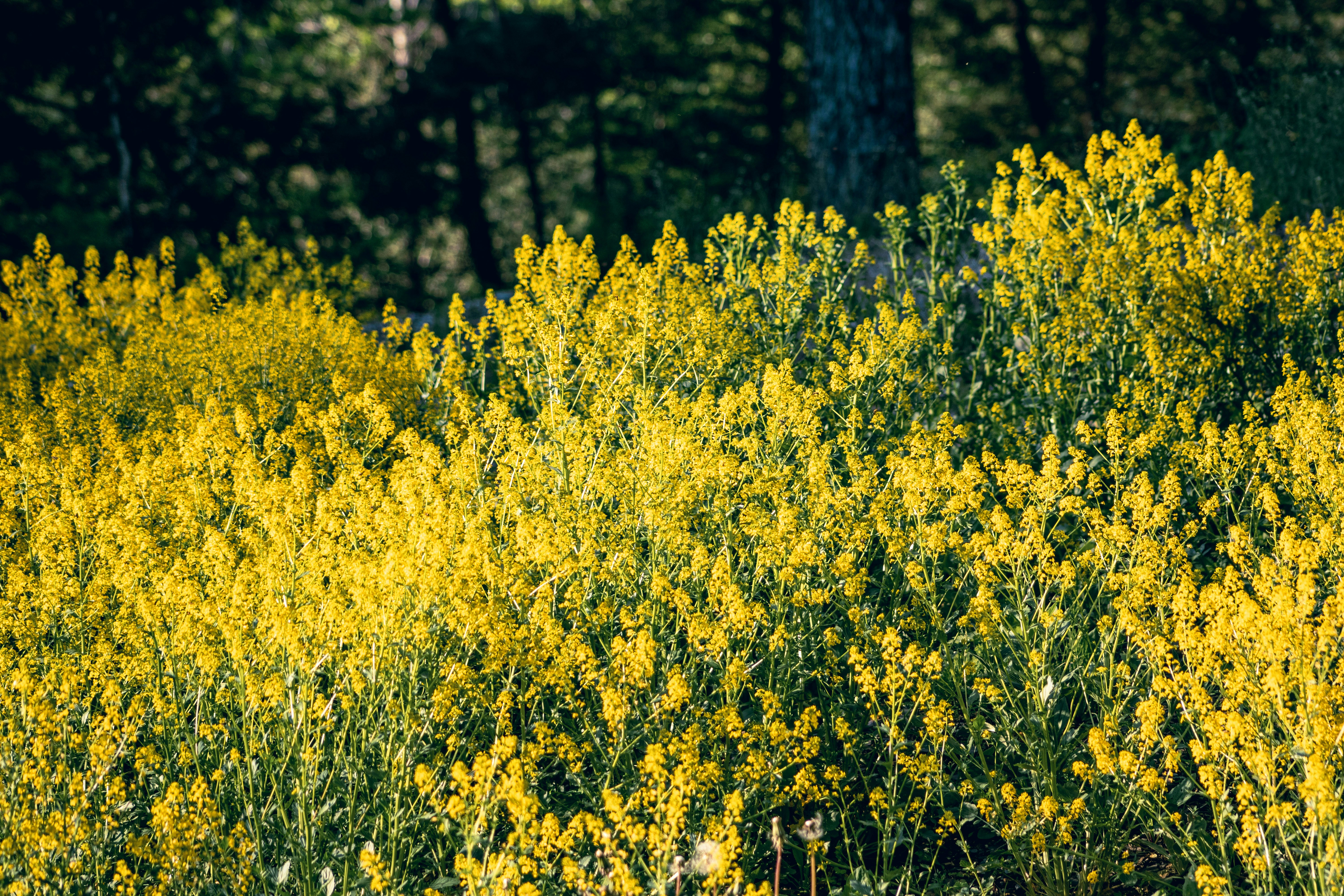 Sea of Gold Along the Shadowed Forest Edge