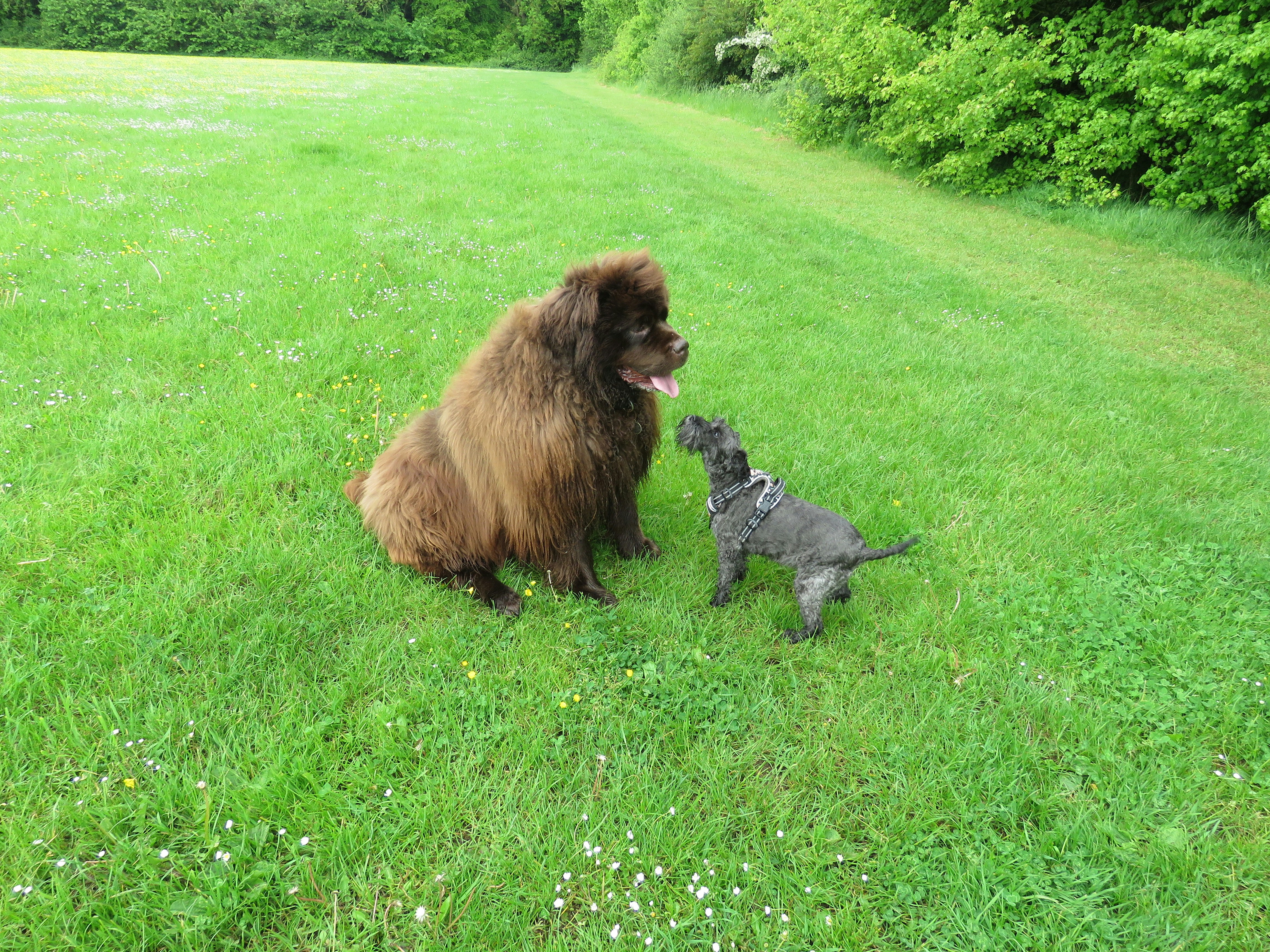 Large brown dog and small gray dog interacting playfully on a lush green lawn.