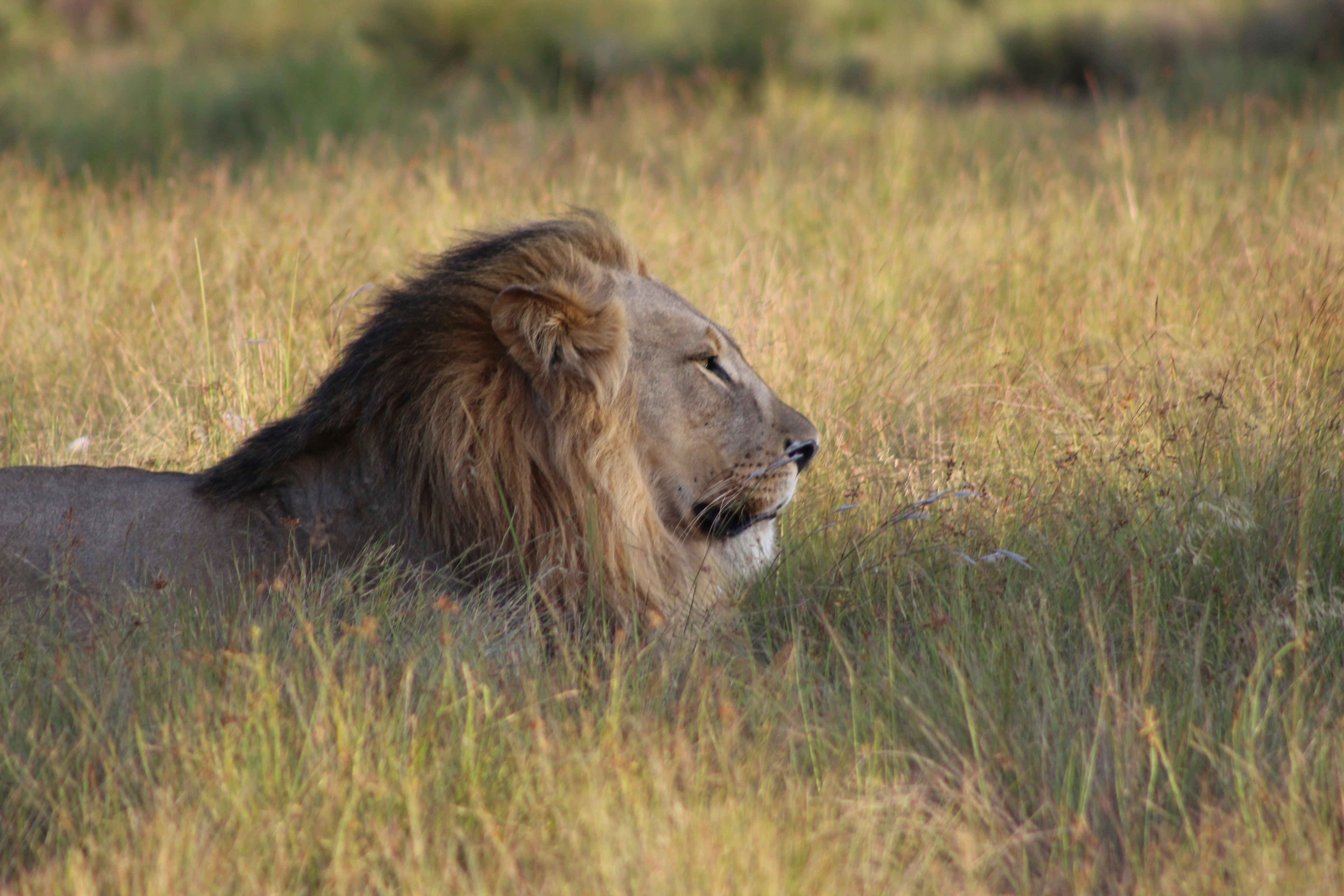 Profile of a lion on my recent trip to Welgevonden Game Reserve.