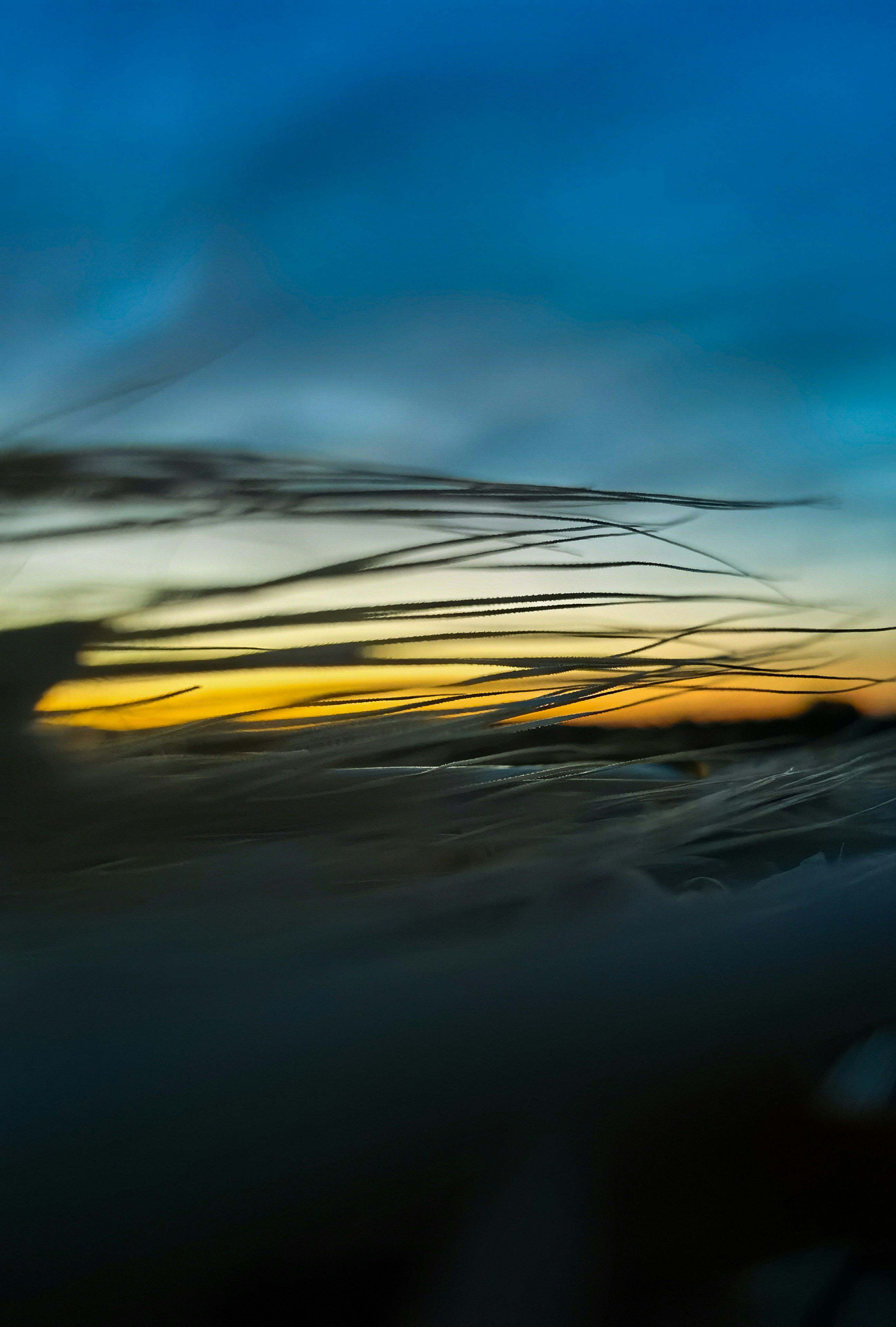 Close-up photograph of wind-swept blades silhouetted against a sunset gradient, blue sky fading to orange at the horizon.
