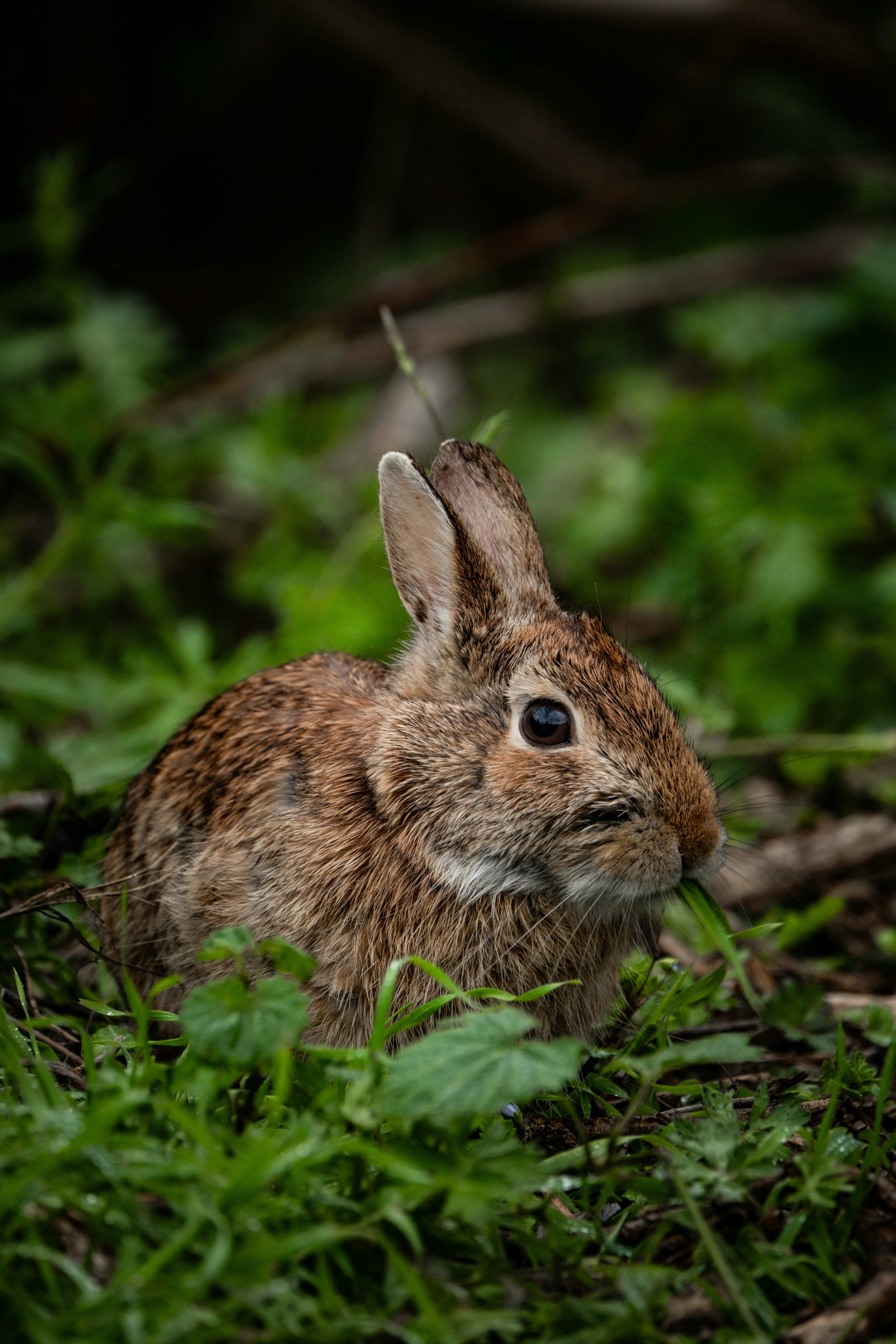 A small rabbit sitting in the grass photo – Free Nature Image on Unsplash