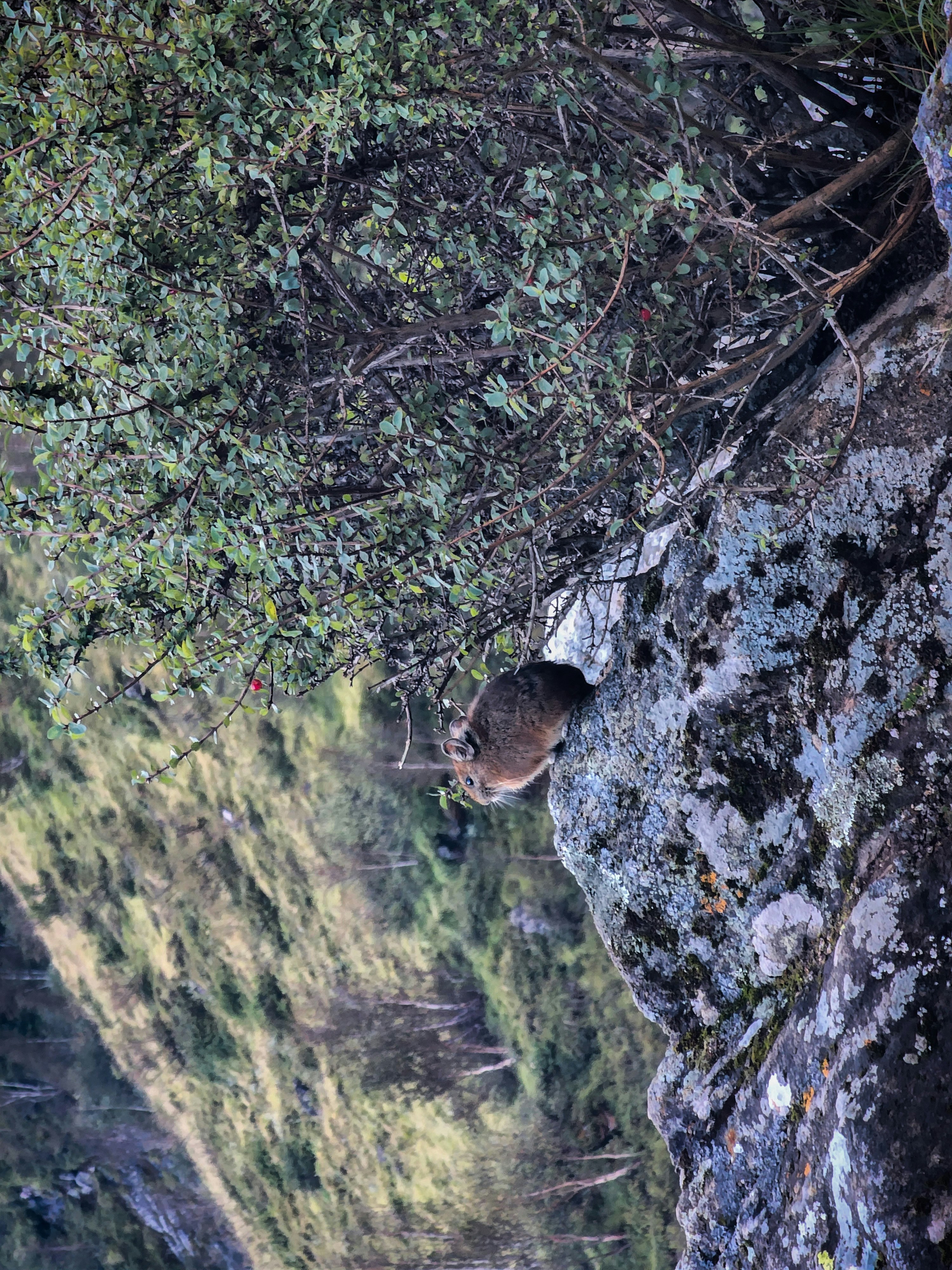 Curious Squirrel on a Mossy Granite Ledge