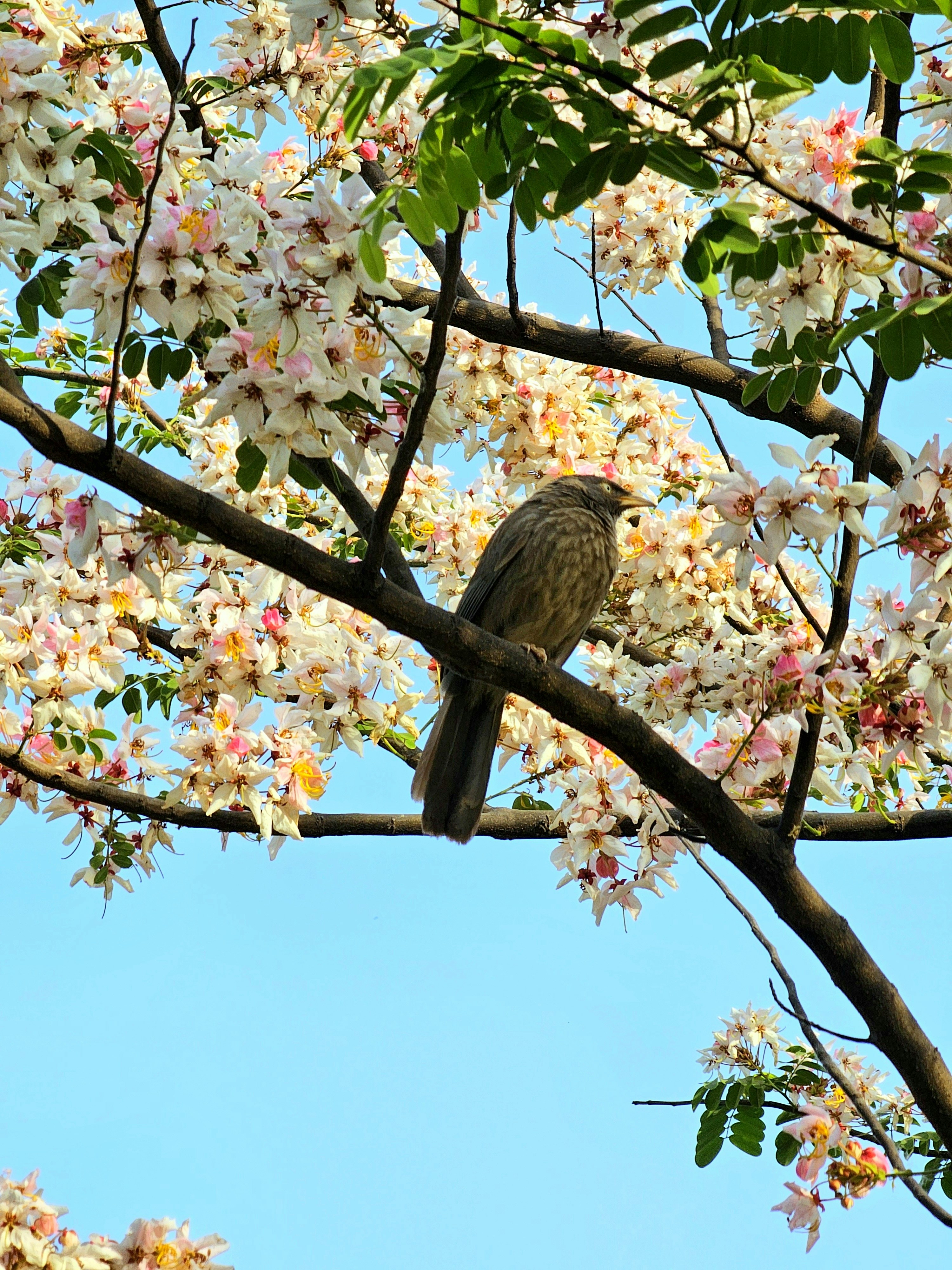 Photo by Ayush Tripathi with Samsung Galaxy S23 Ultra