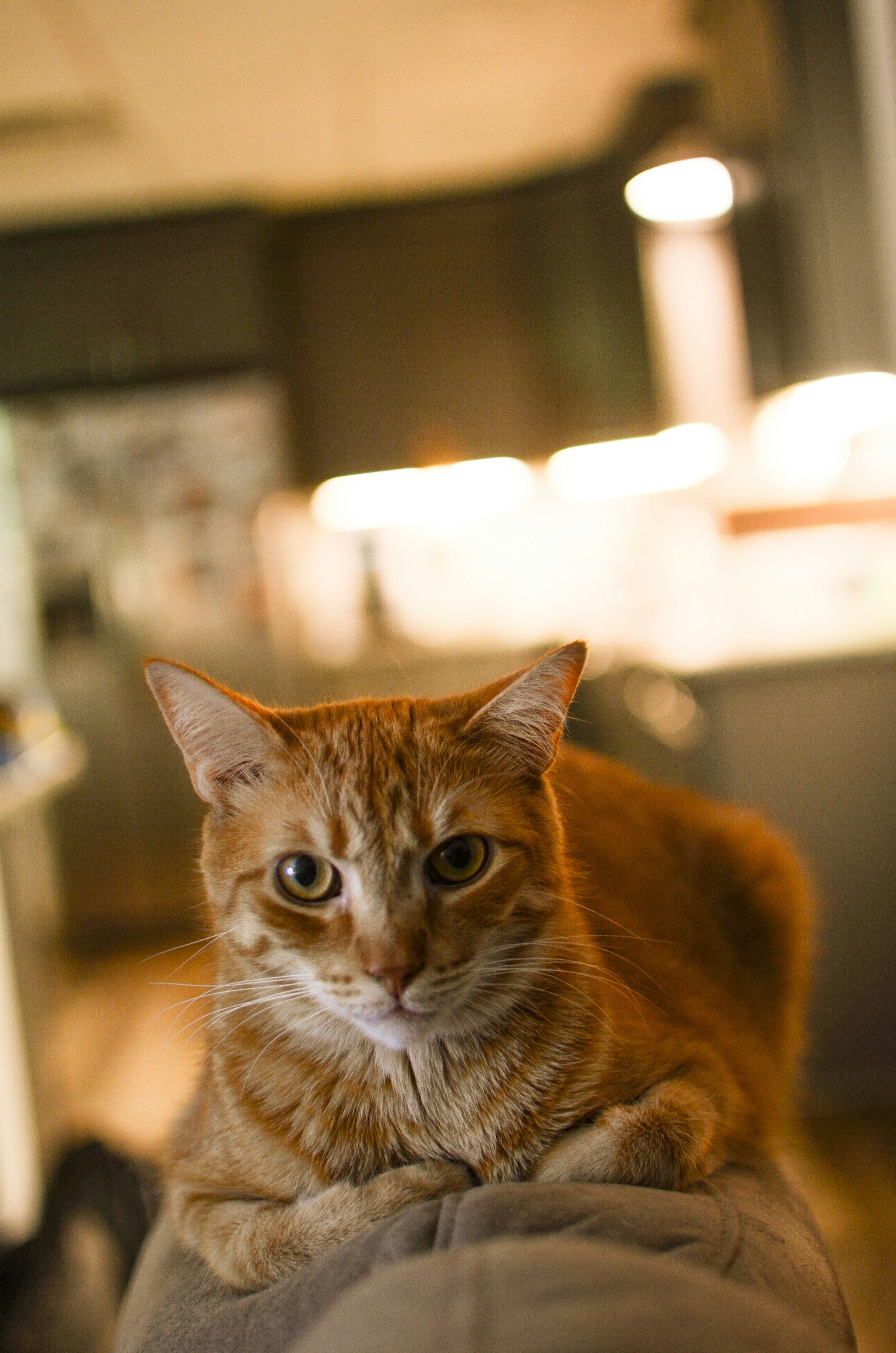 Whiskered Watcher in a Cozy Corner