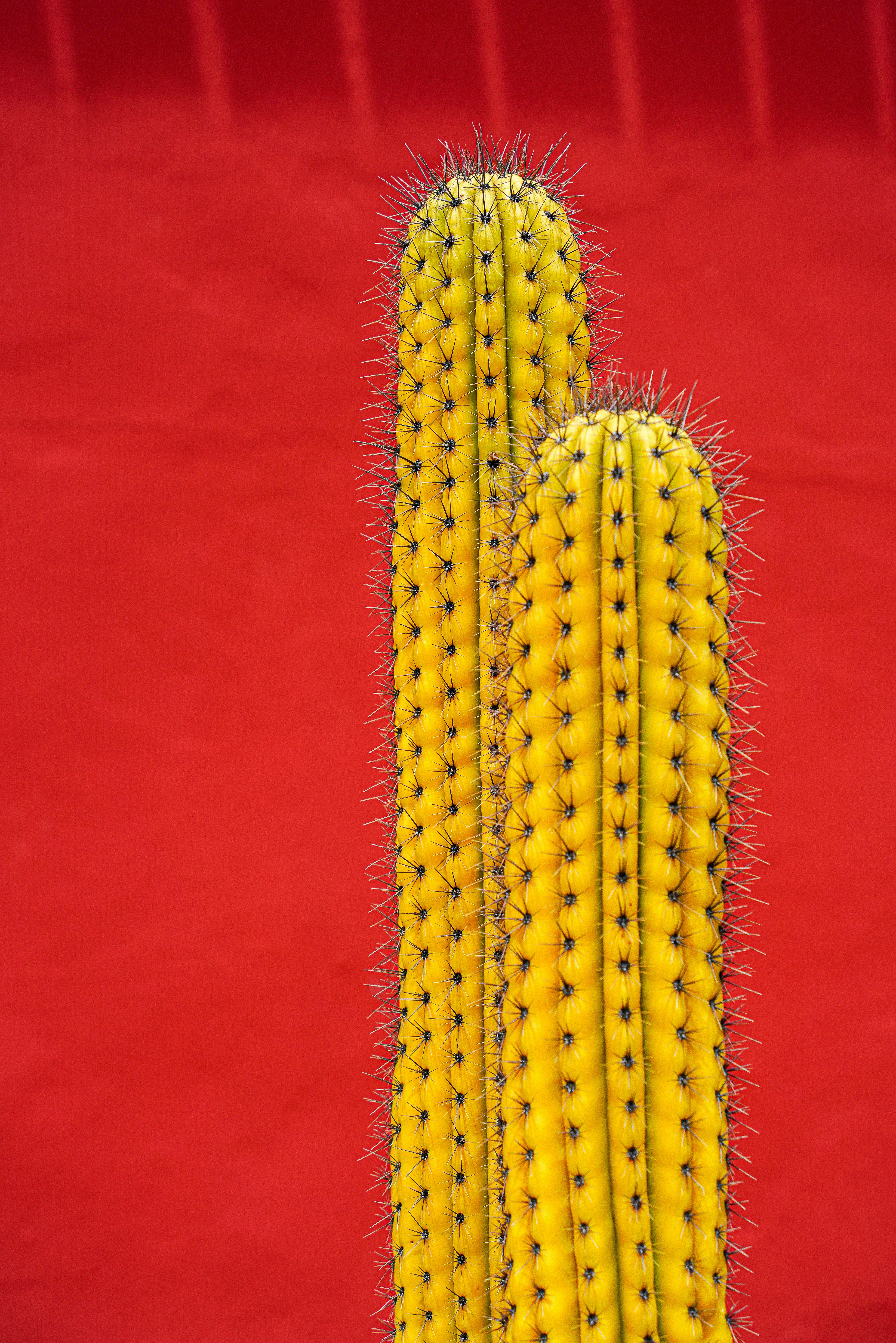 Twin Golden Column Cacti Rise Against a Crimson Backdrop