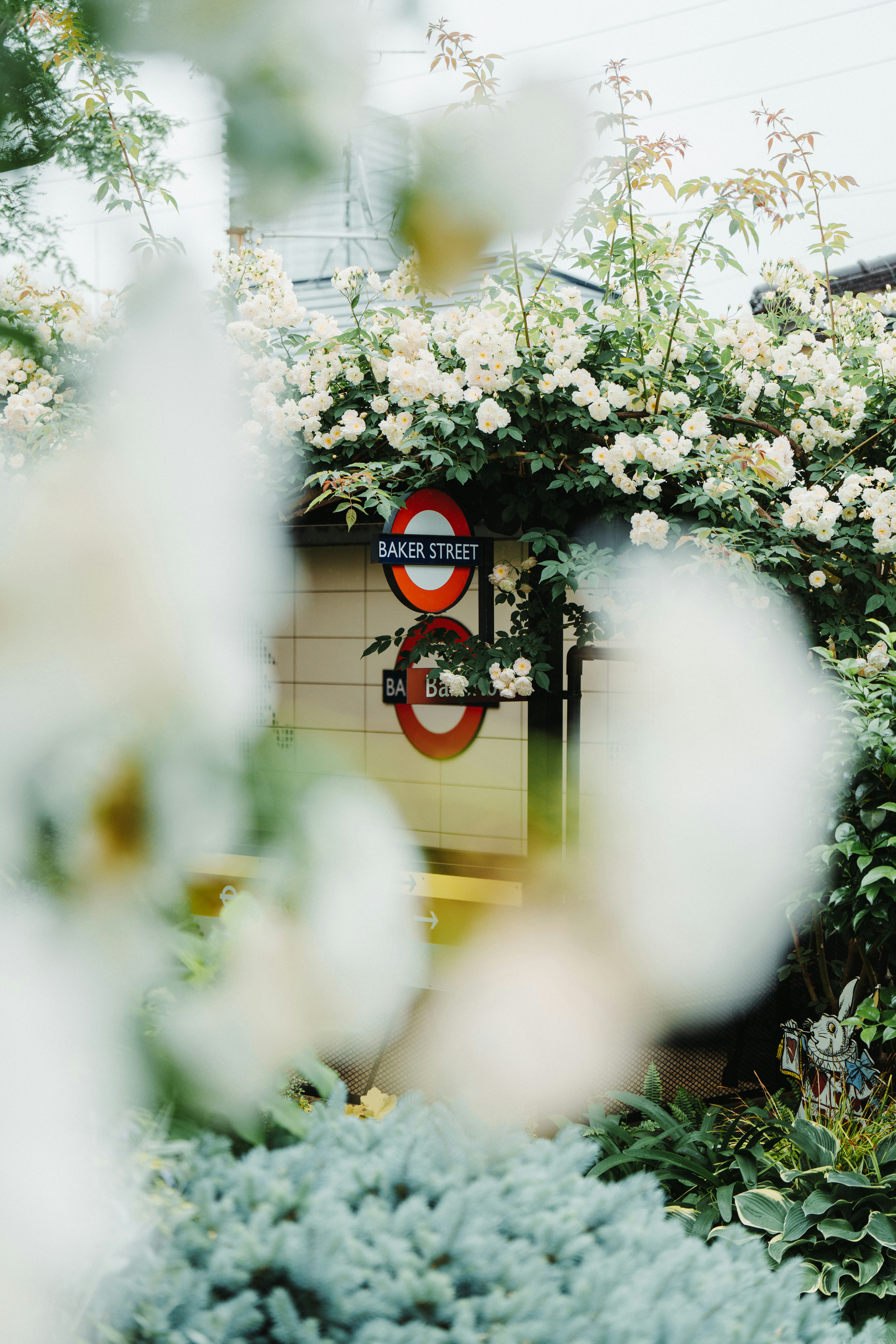 A stop sign surrounded by white flowers and greenery photo – Free ...