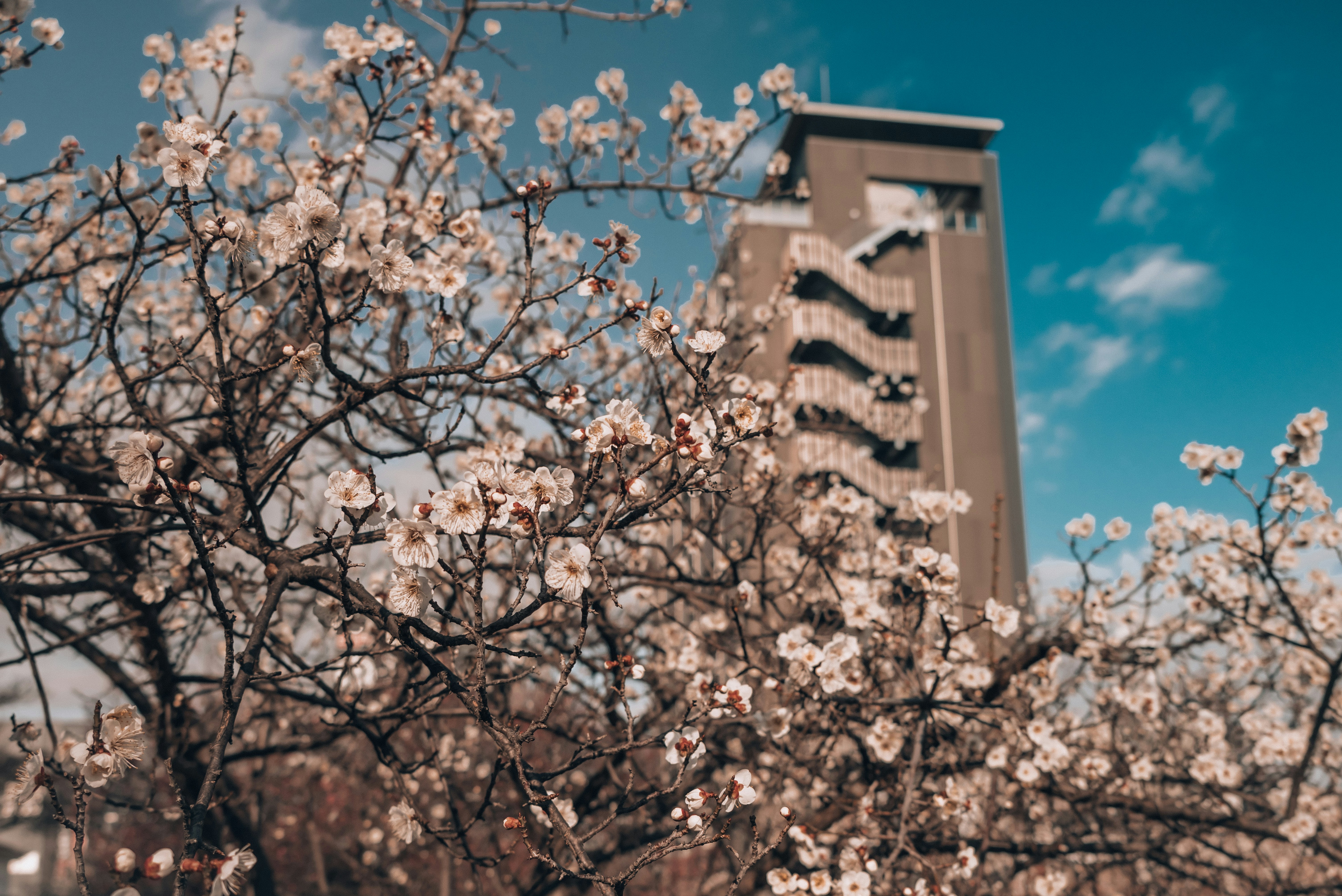 Cherry Blossom Canopy Framing a Distant Tower
