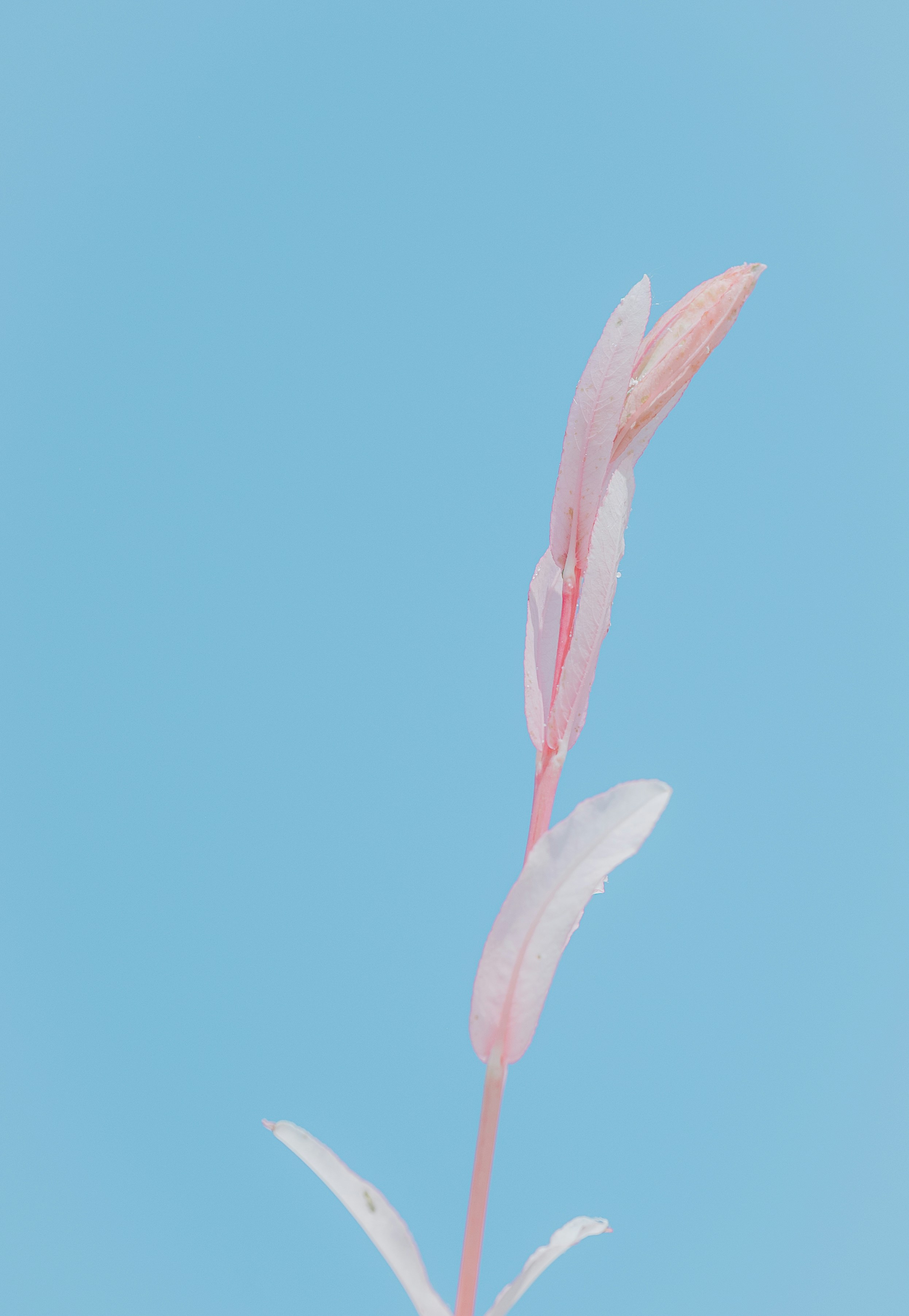 Pink Buds Reaching Toward a Clear Sky