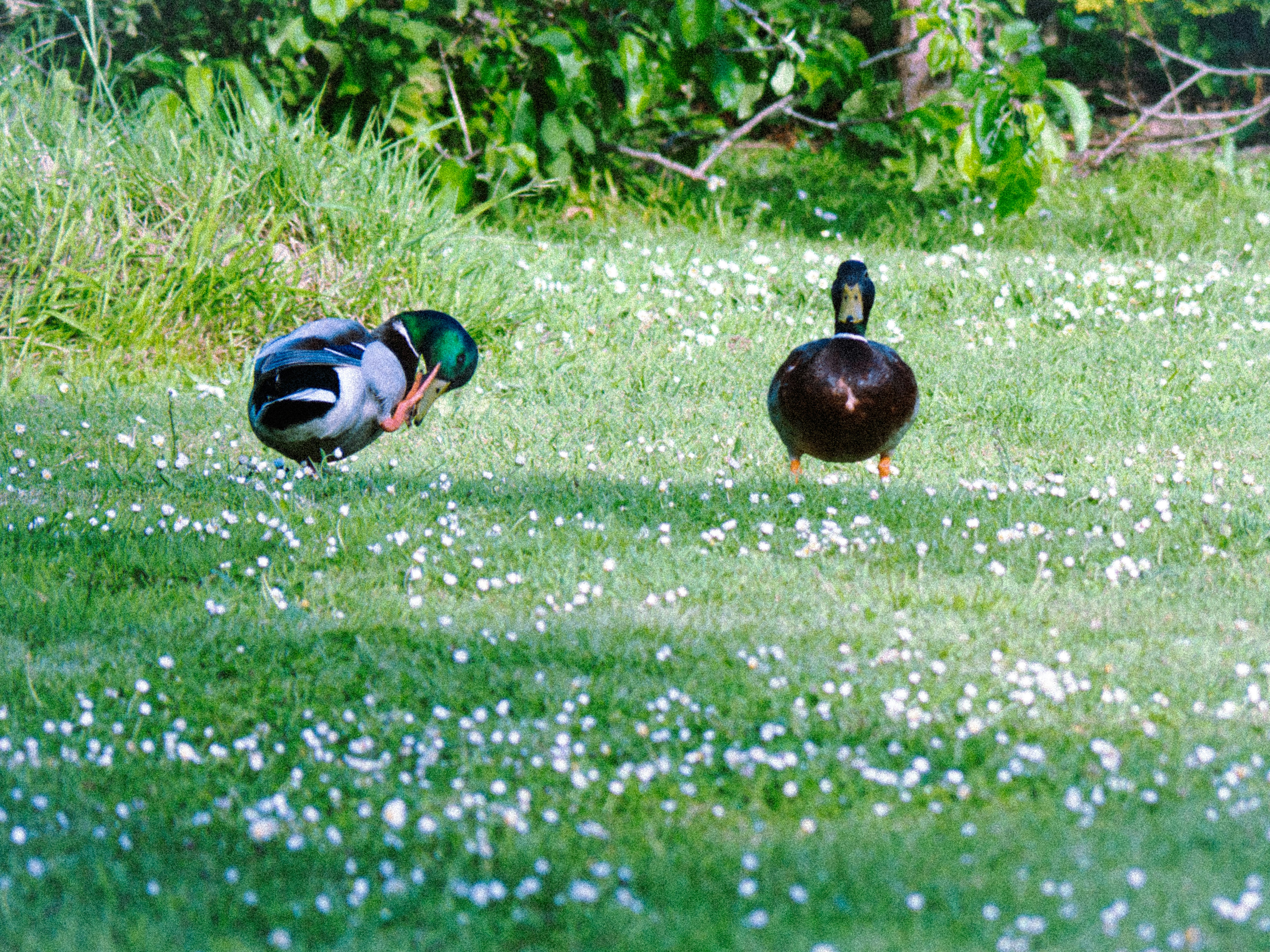 'Duck Duo'
