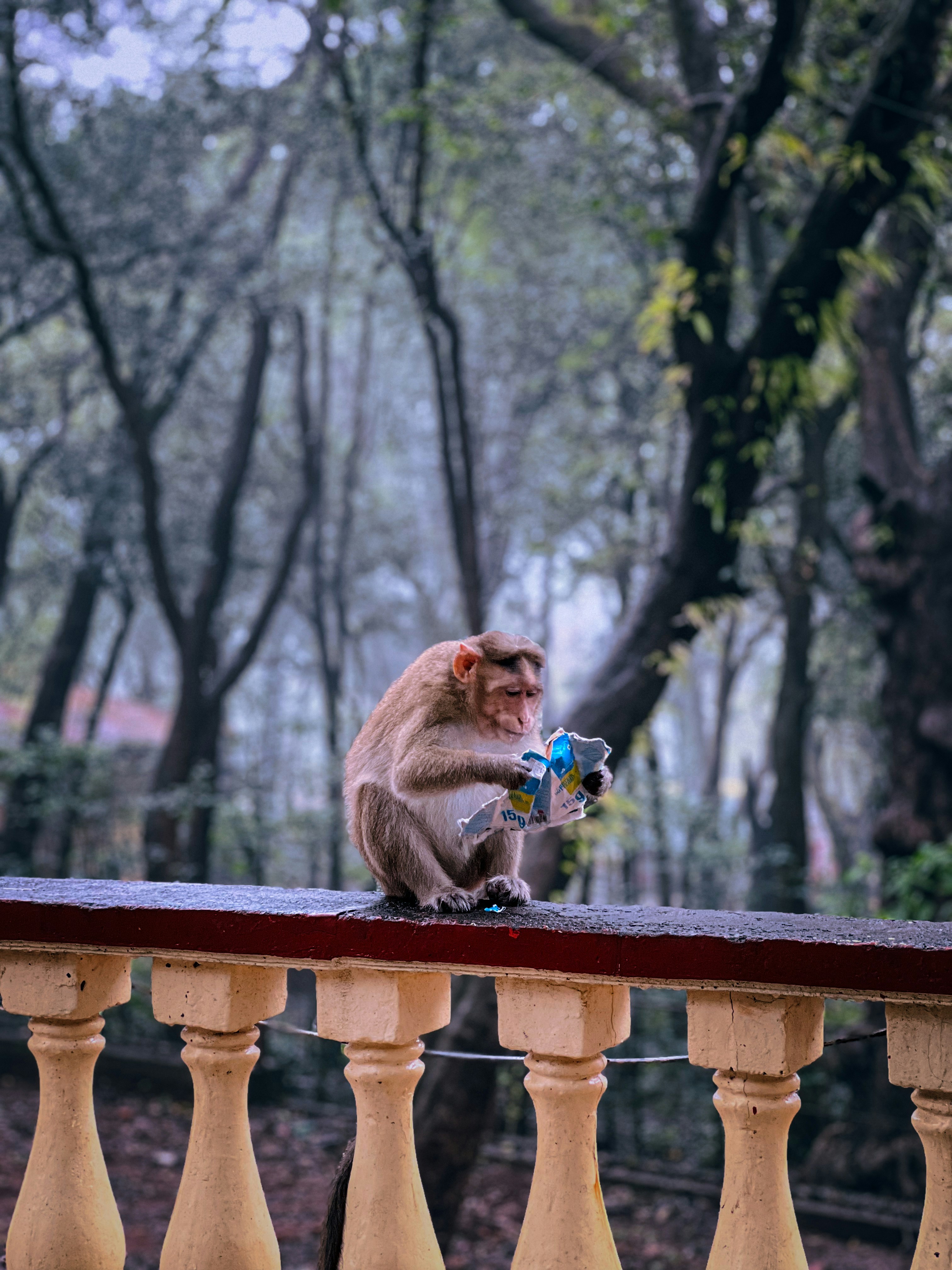 Curious macaque on a balustrade examines torn snack wrapper in a misty park