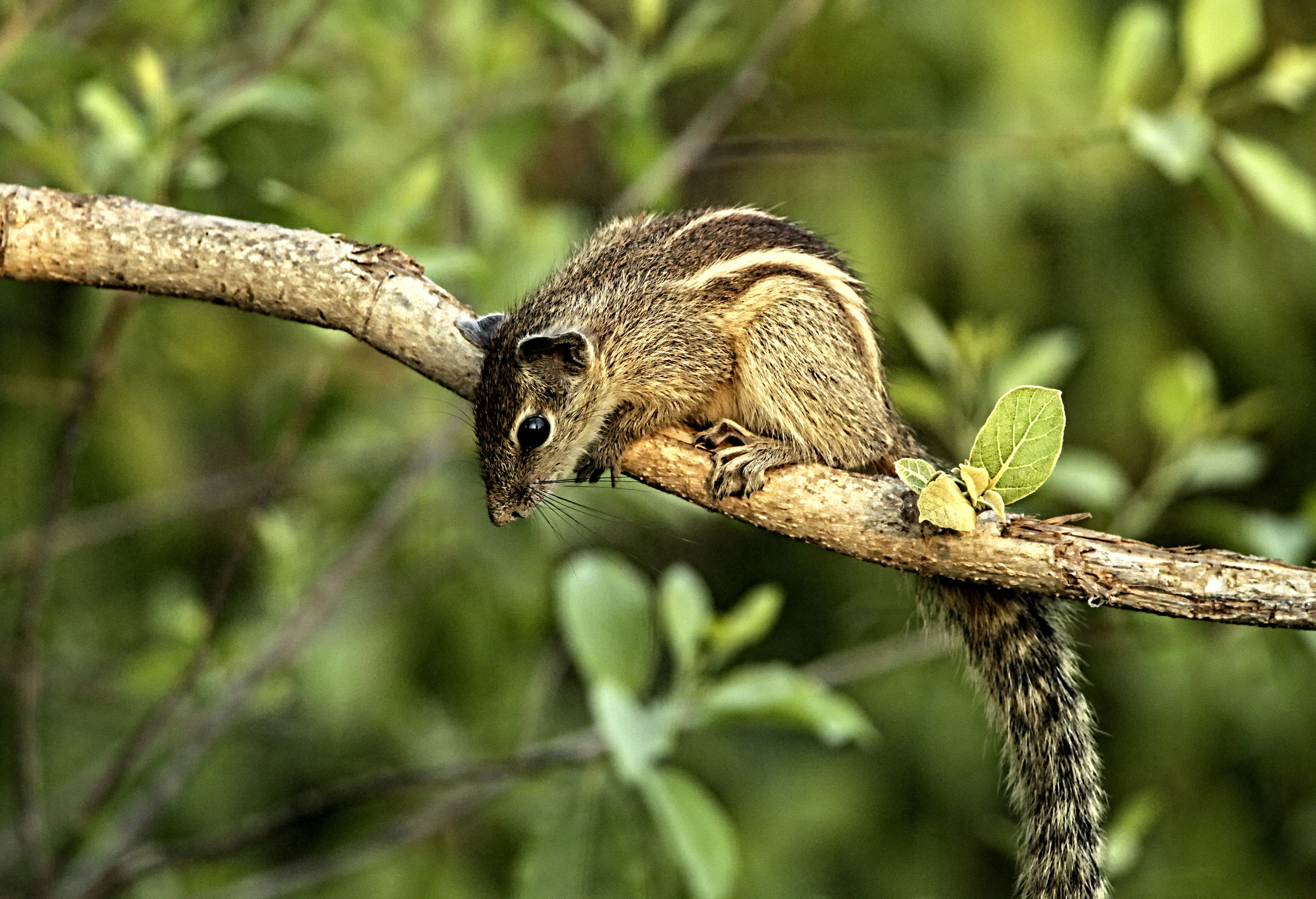 Sunlit Branch, Curious Gaze: A Squirrel's Quiet Pause