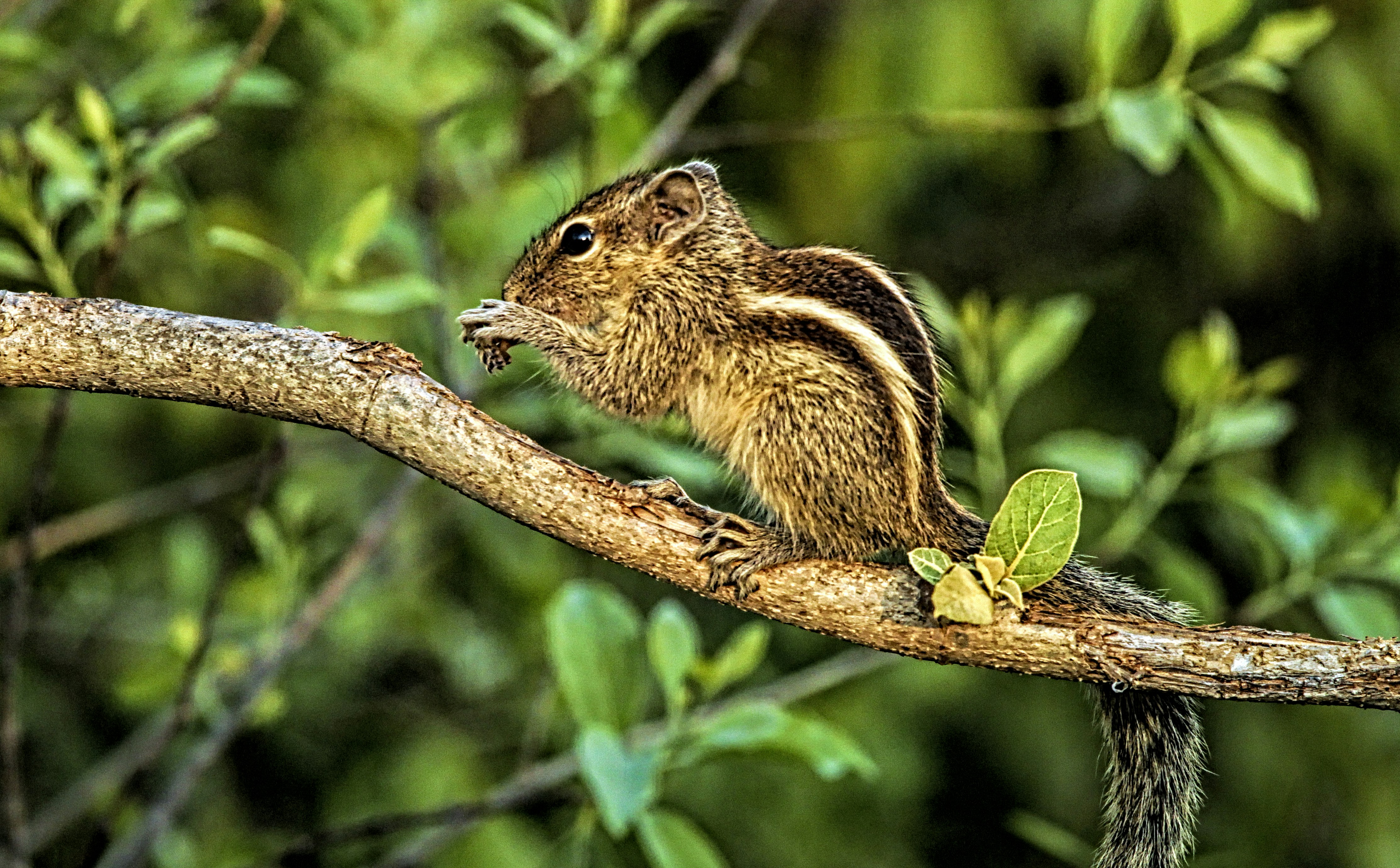 Branch Scout: A Striped Squirrel Pausing on a Sunlit Twig