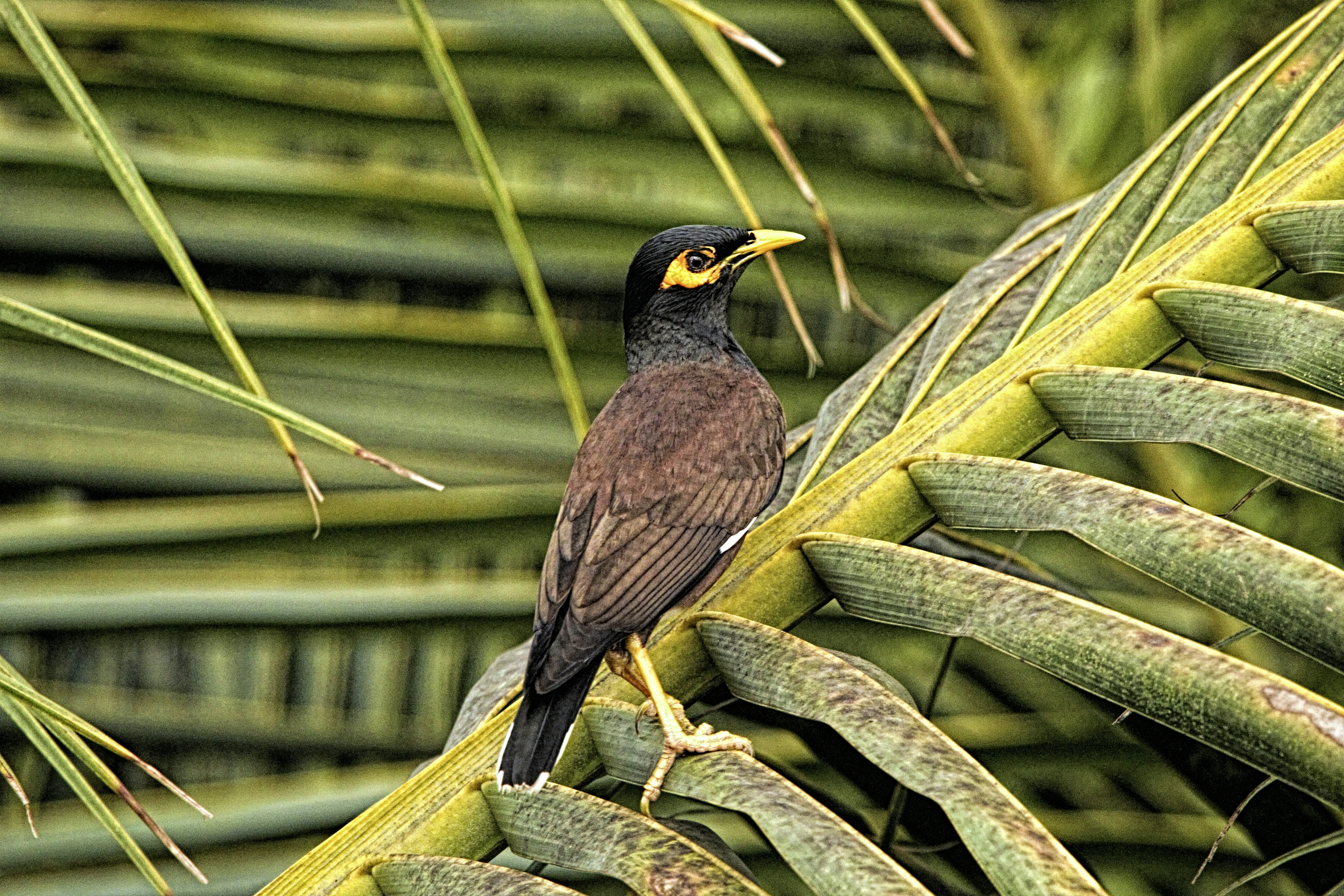 Common myna perching among sunlit palm fronds in tropical light