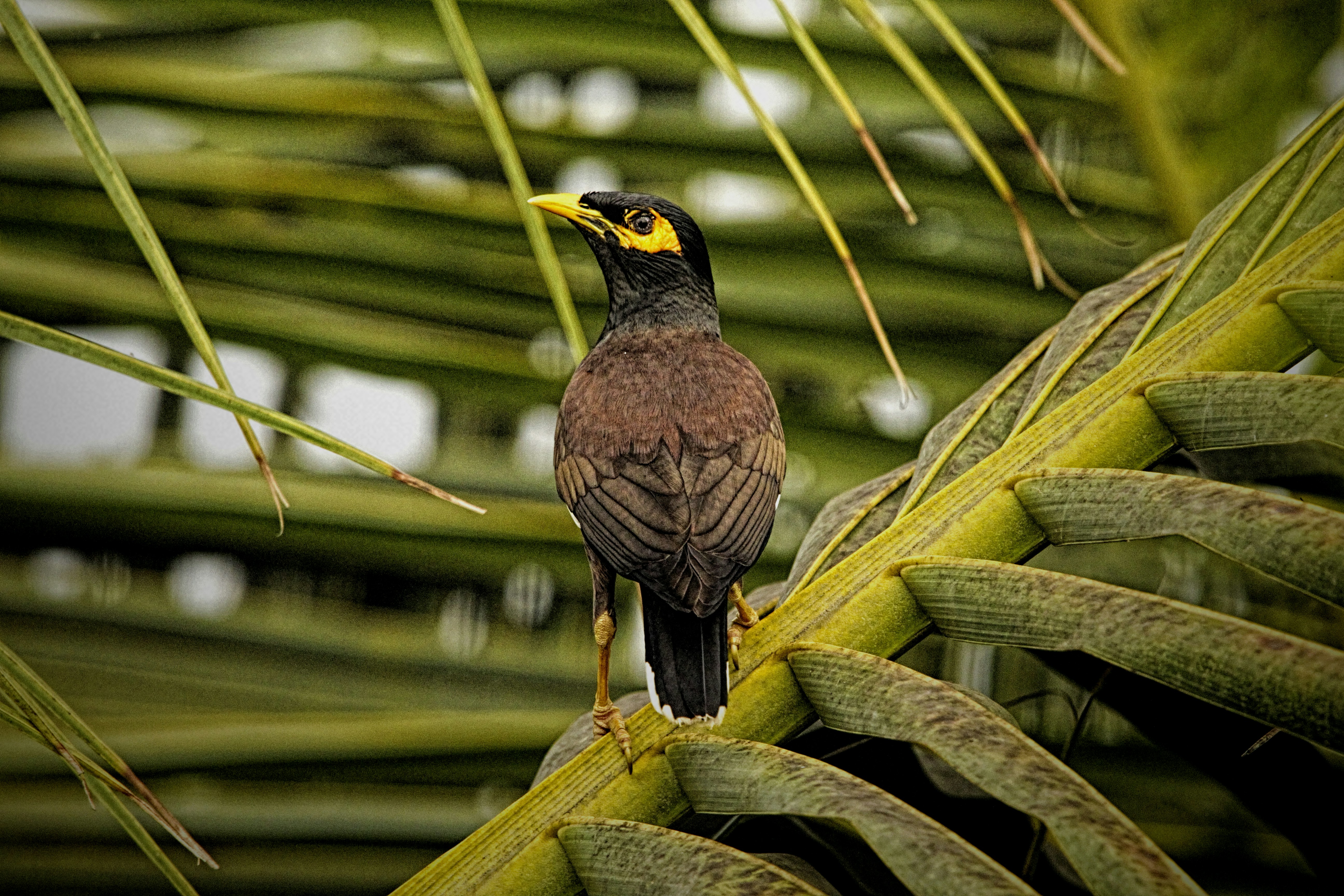 Yellow-eyed Perch Among Palm Fronds