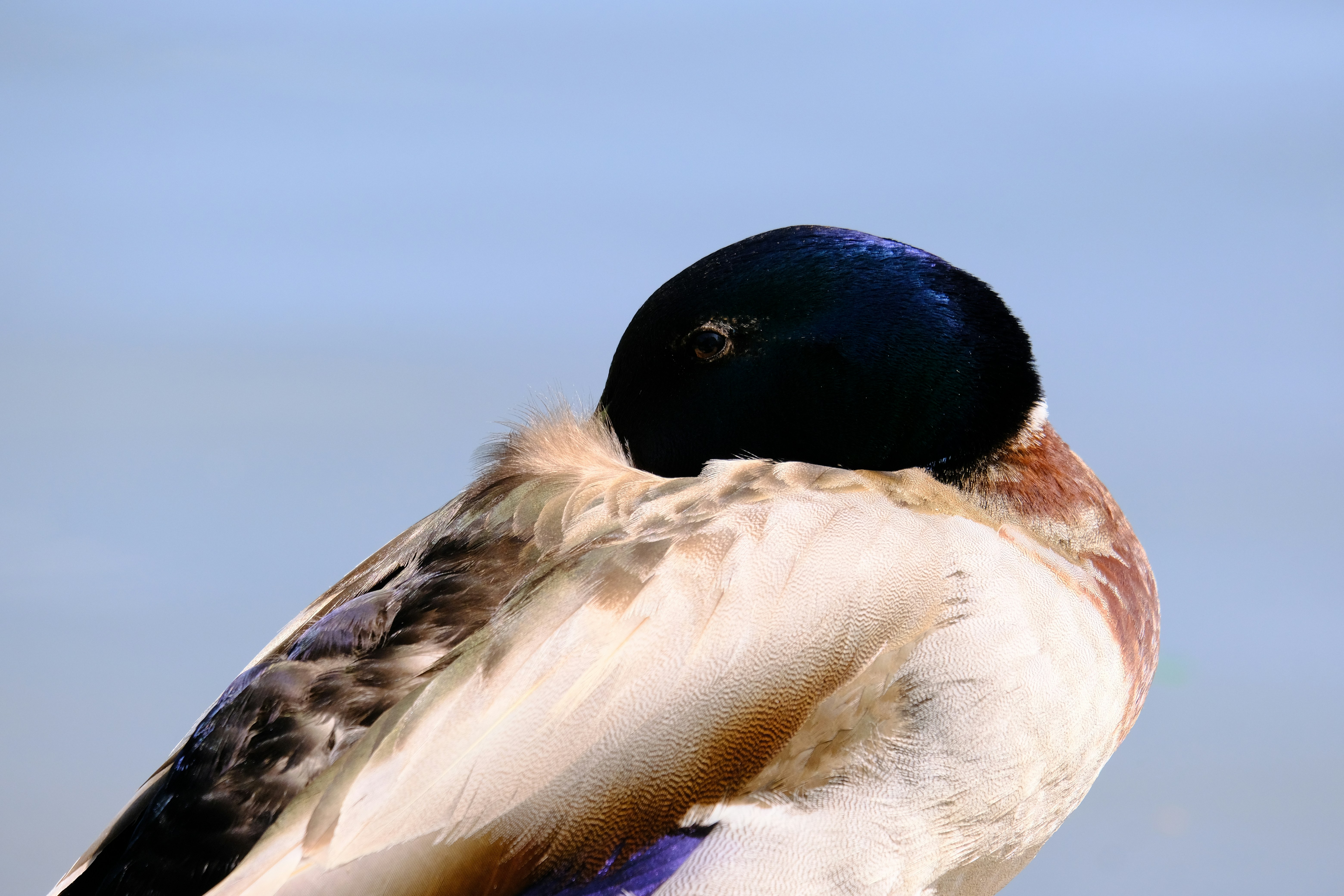 Iridescent Mallard Head in a Quiet Blue Backdrop