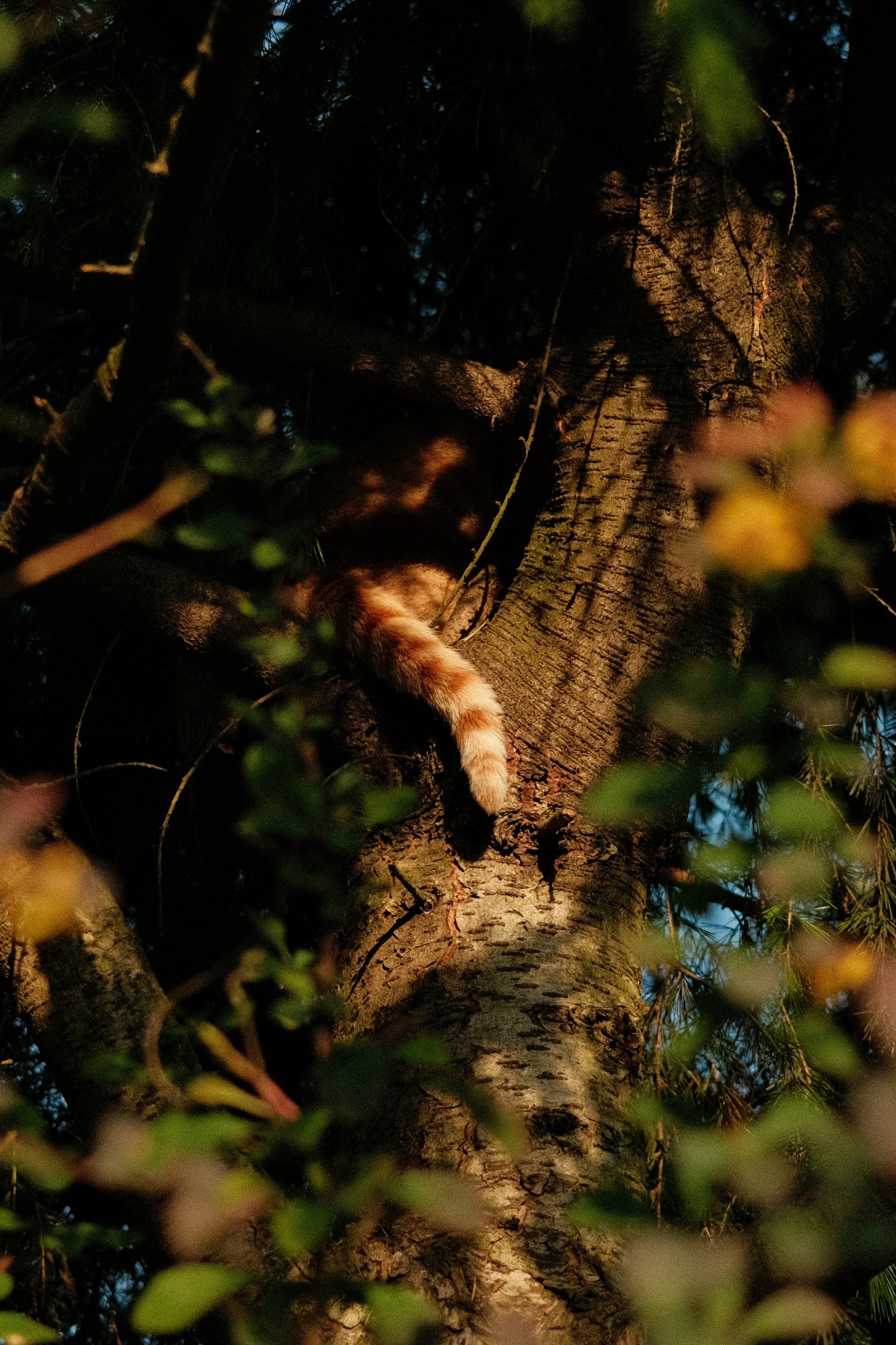 A ginger cat's striped tail peeks out from a tree hollow, surrounded by lush foliage. The warm light highlights the texture of the bark and leaves.