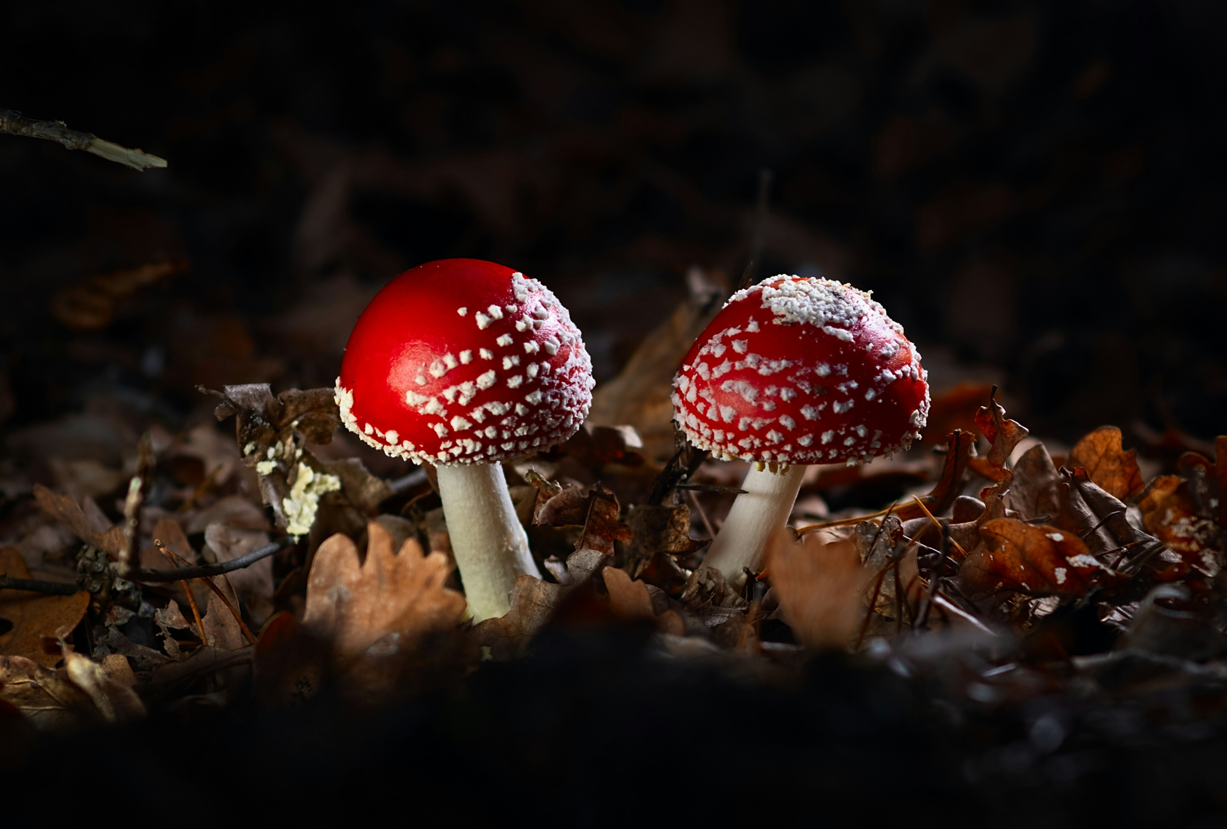 Amanite Muscaria Photos | Télécharger des images gratuites sur Unsplash