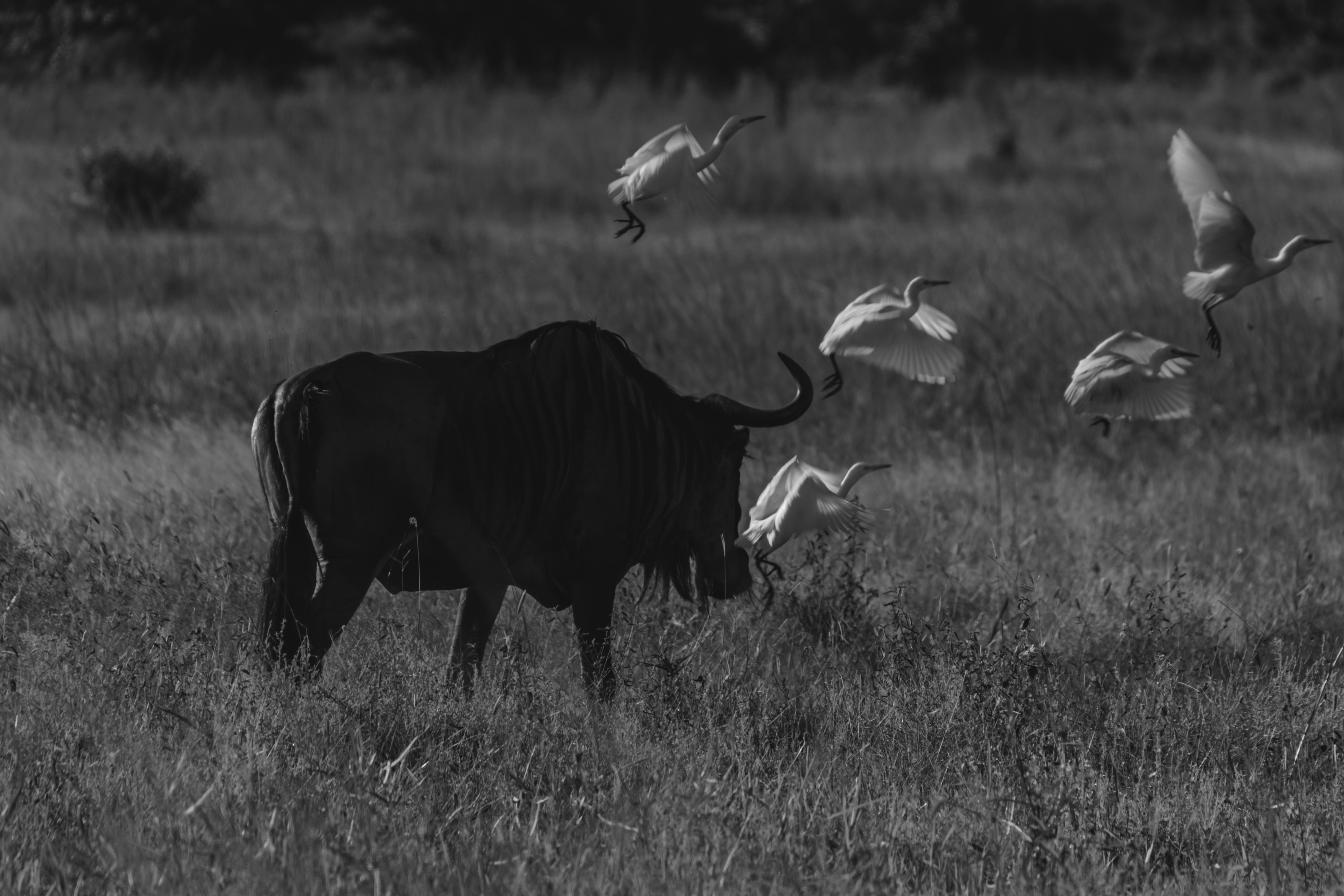 A black and white photo of birds flying over a cow photo – Free Africa ...