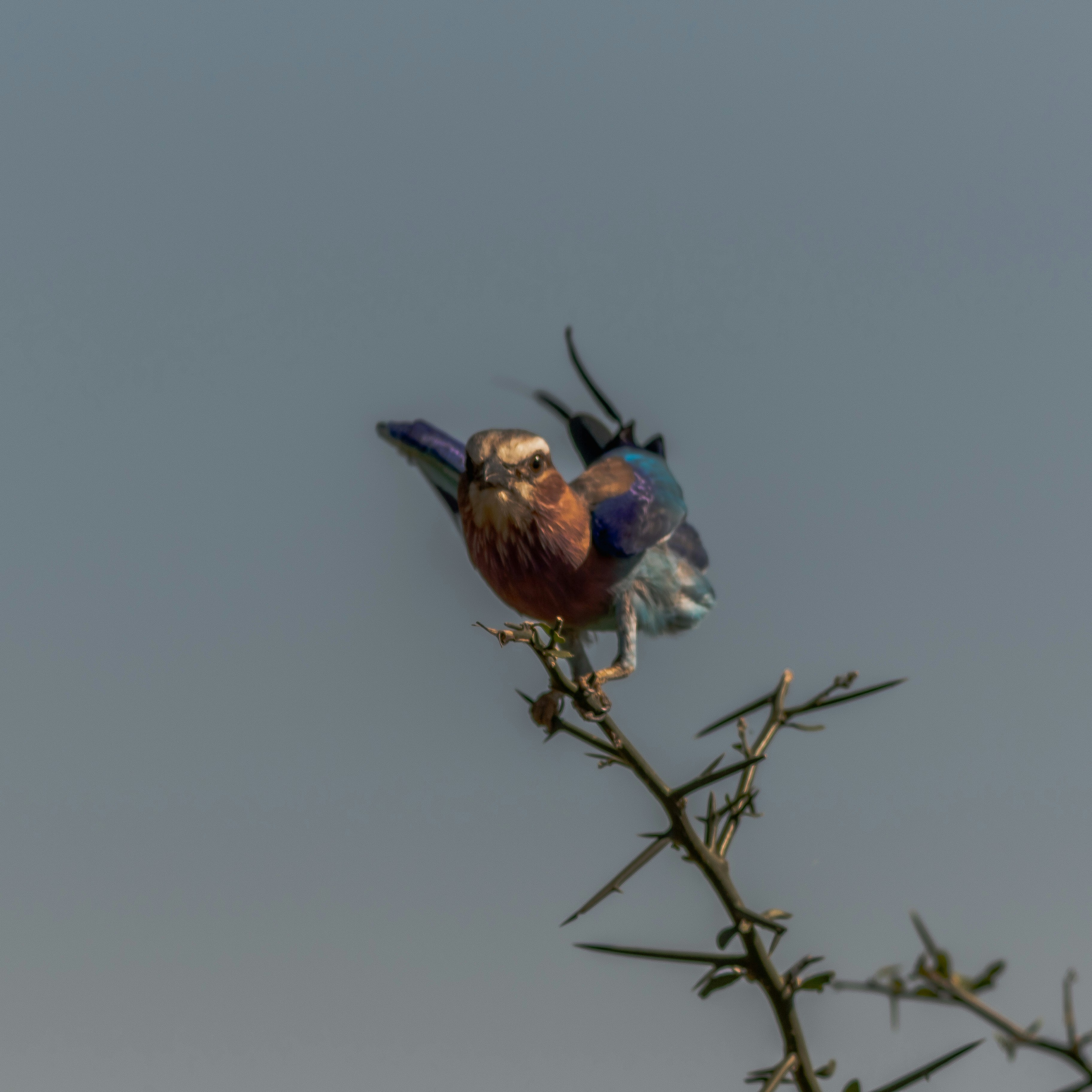 Azure Ember on Thorns: A Tiny Portrait of Color