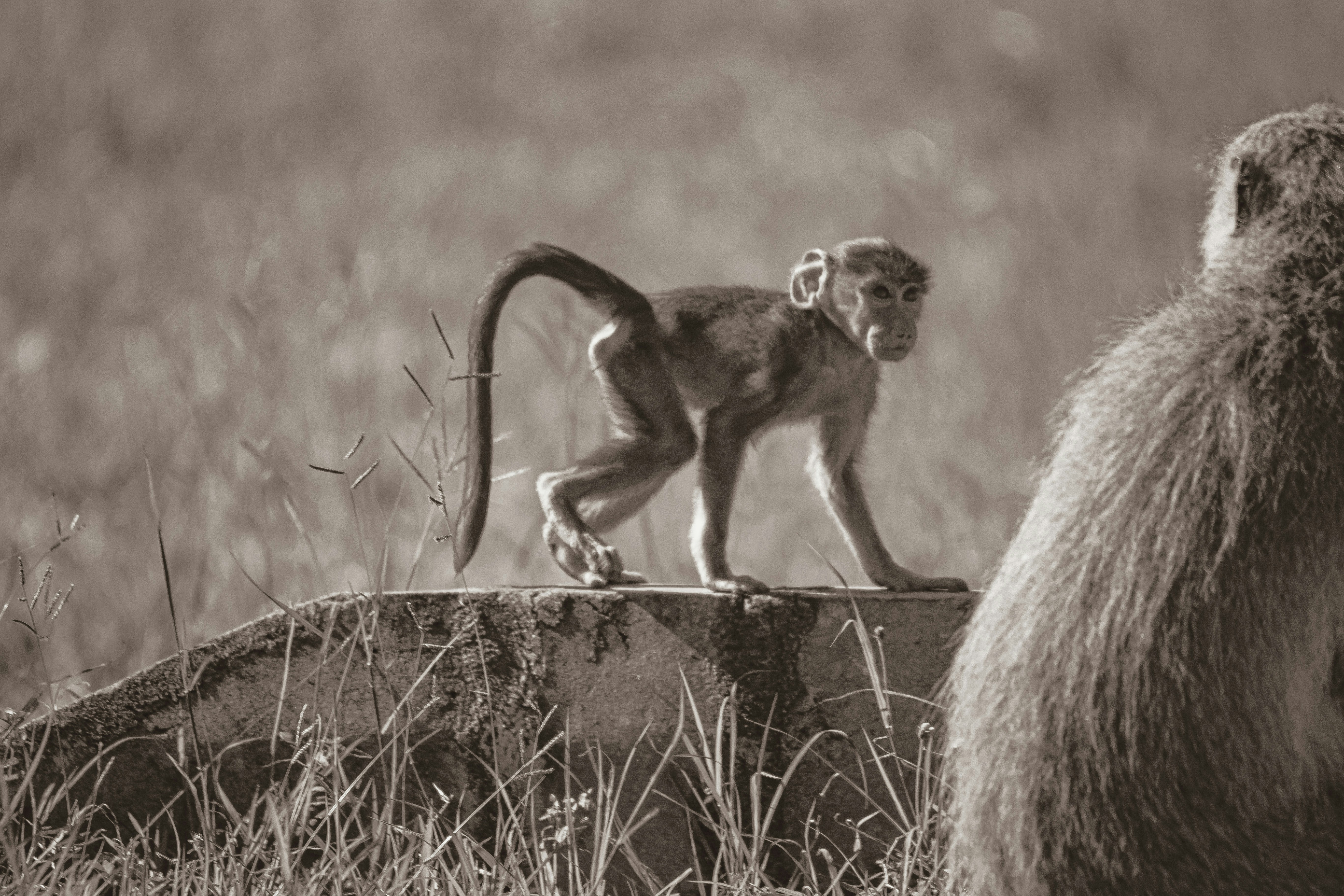 Youthful Curiosity in the Savanna