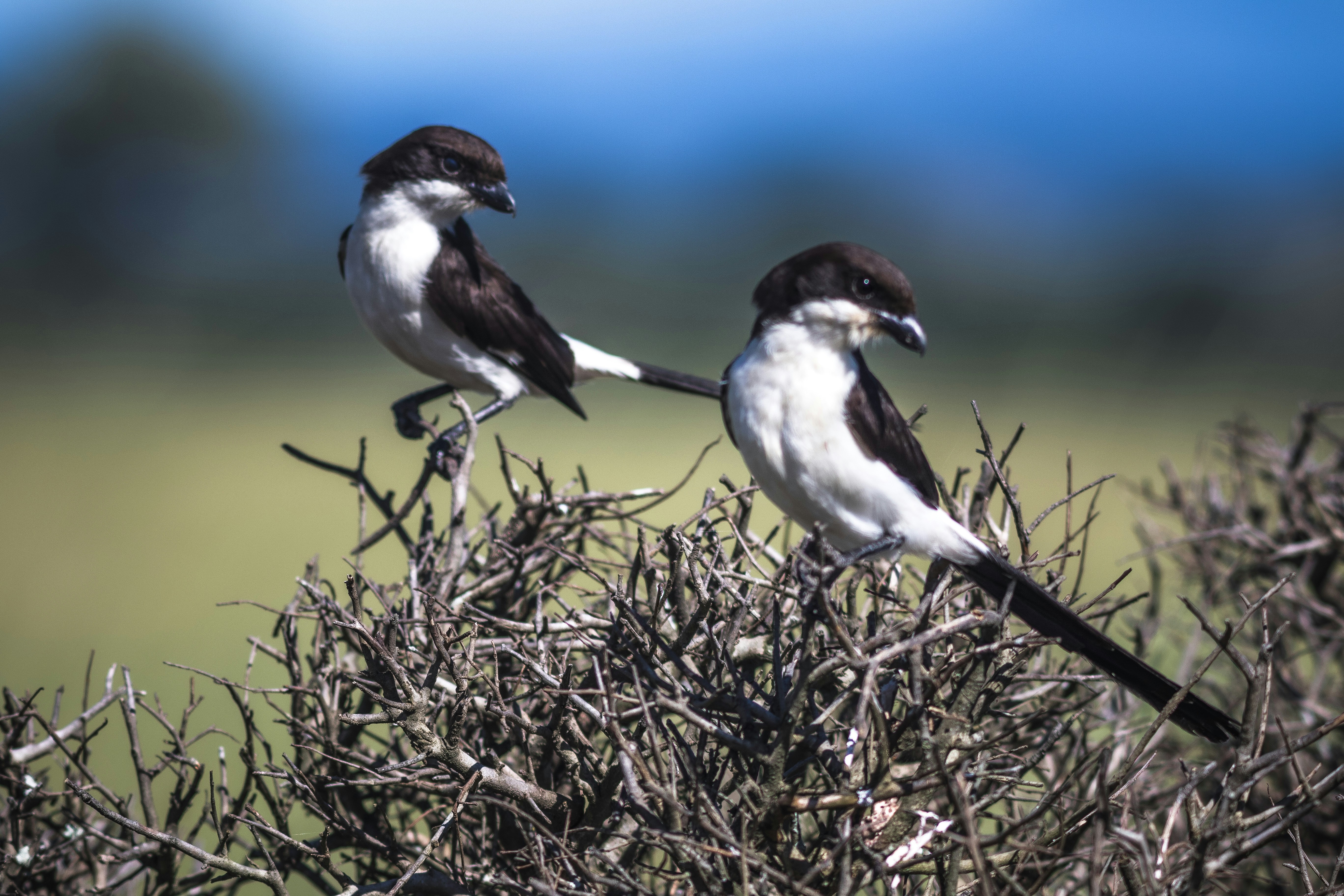 Tangled Perch: A Pair of Black-and-White Birds Against a Blue Horizon