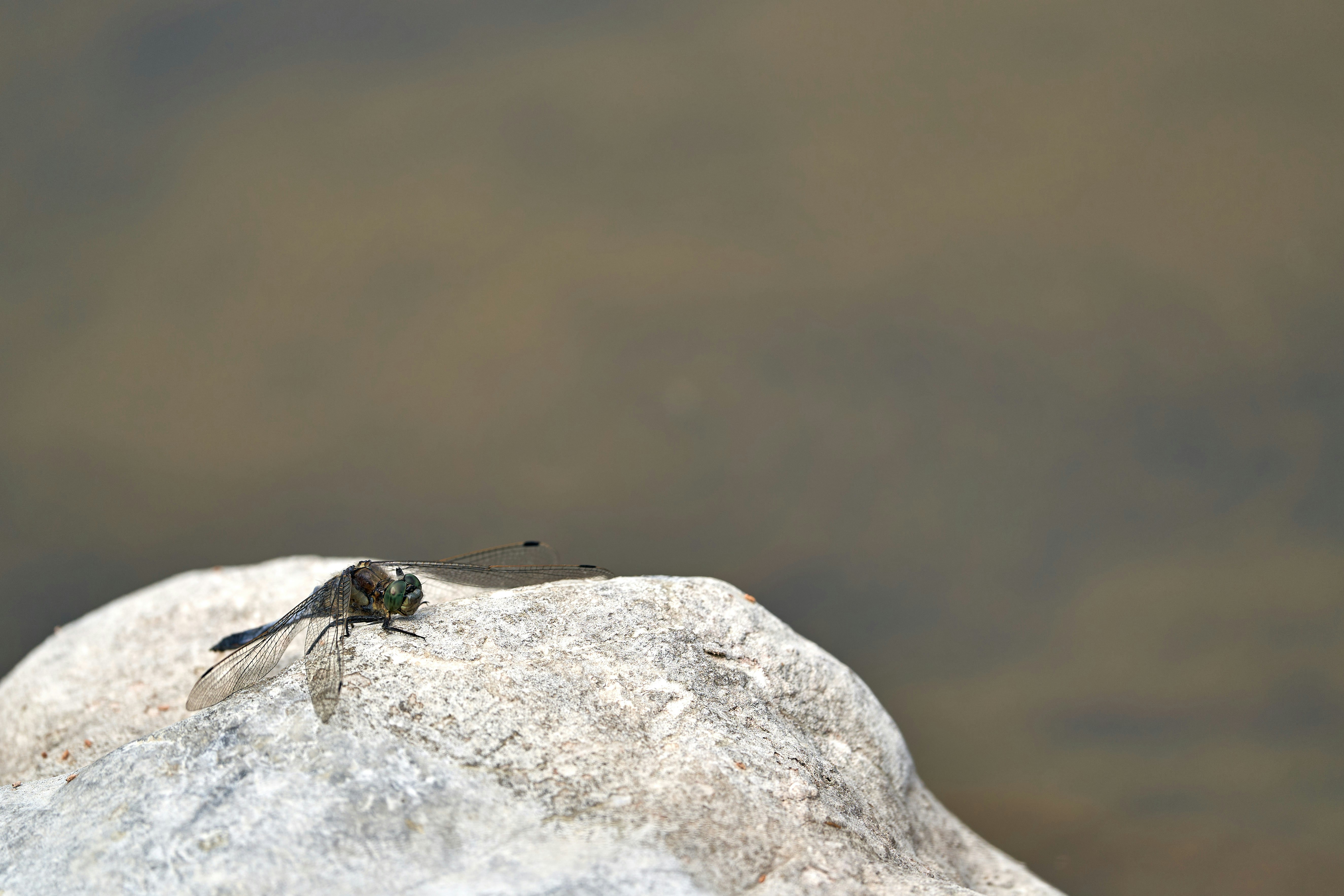 Granite Pause: dragonfly on a sunlit rock beside a calm stream