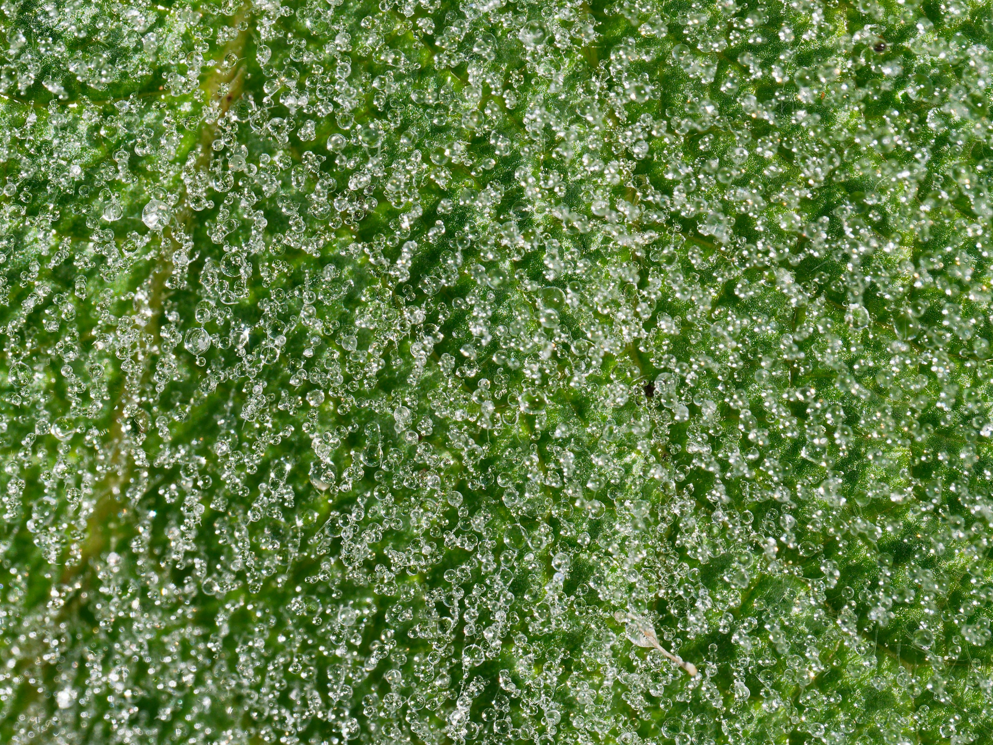 Emerald Dew Crystals on a Velvet Green Leaf