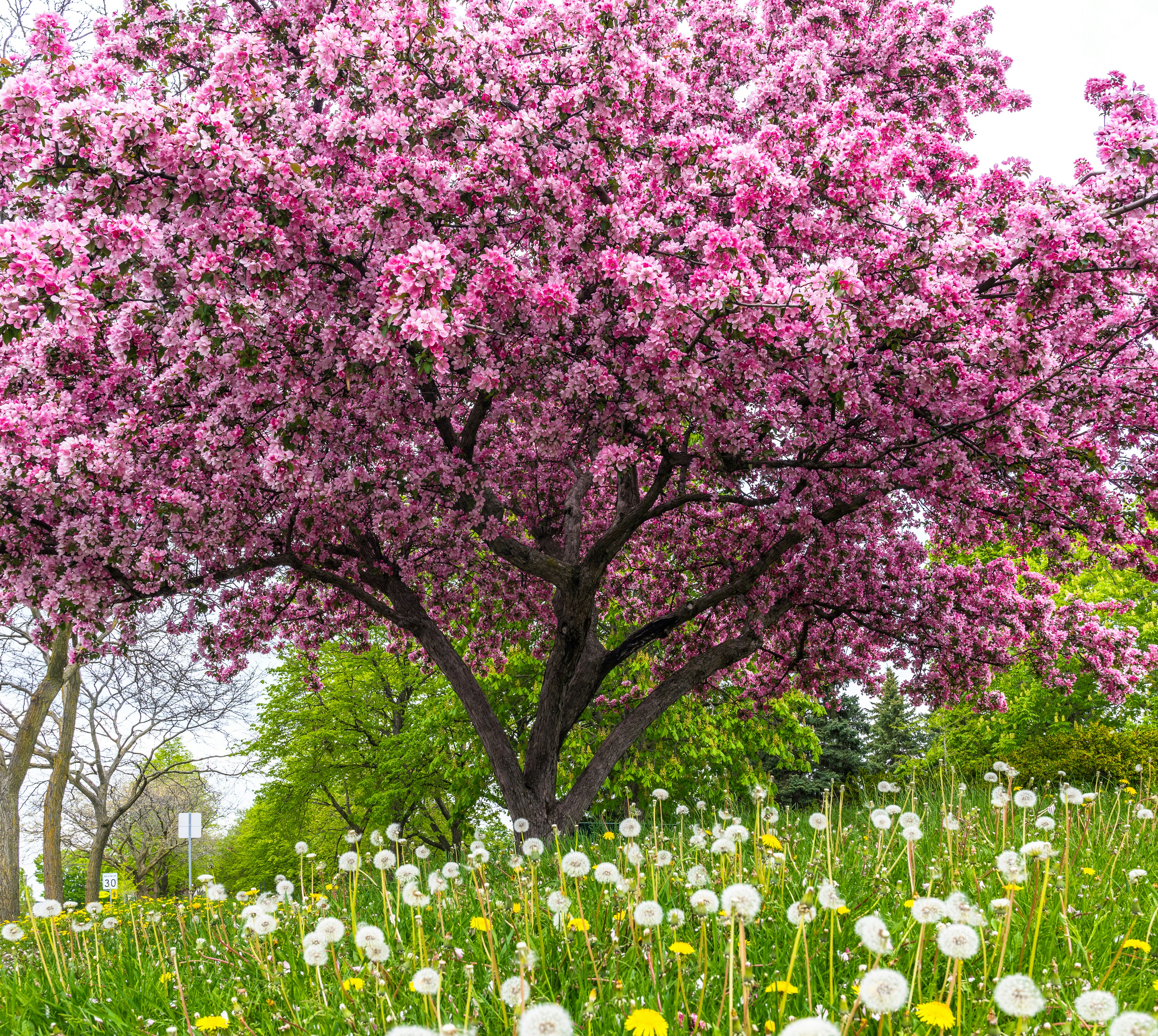 Blossom Crowned in Spring: A Cherry-Tree Nurtured by Dandelions