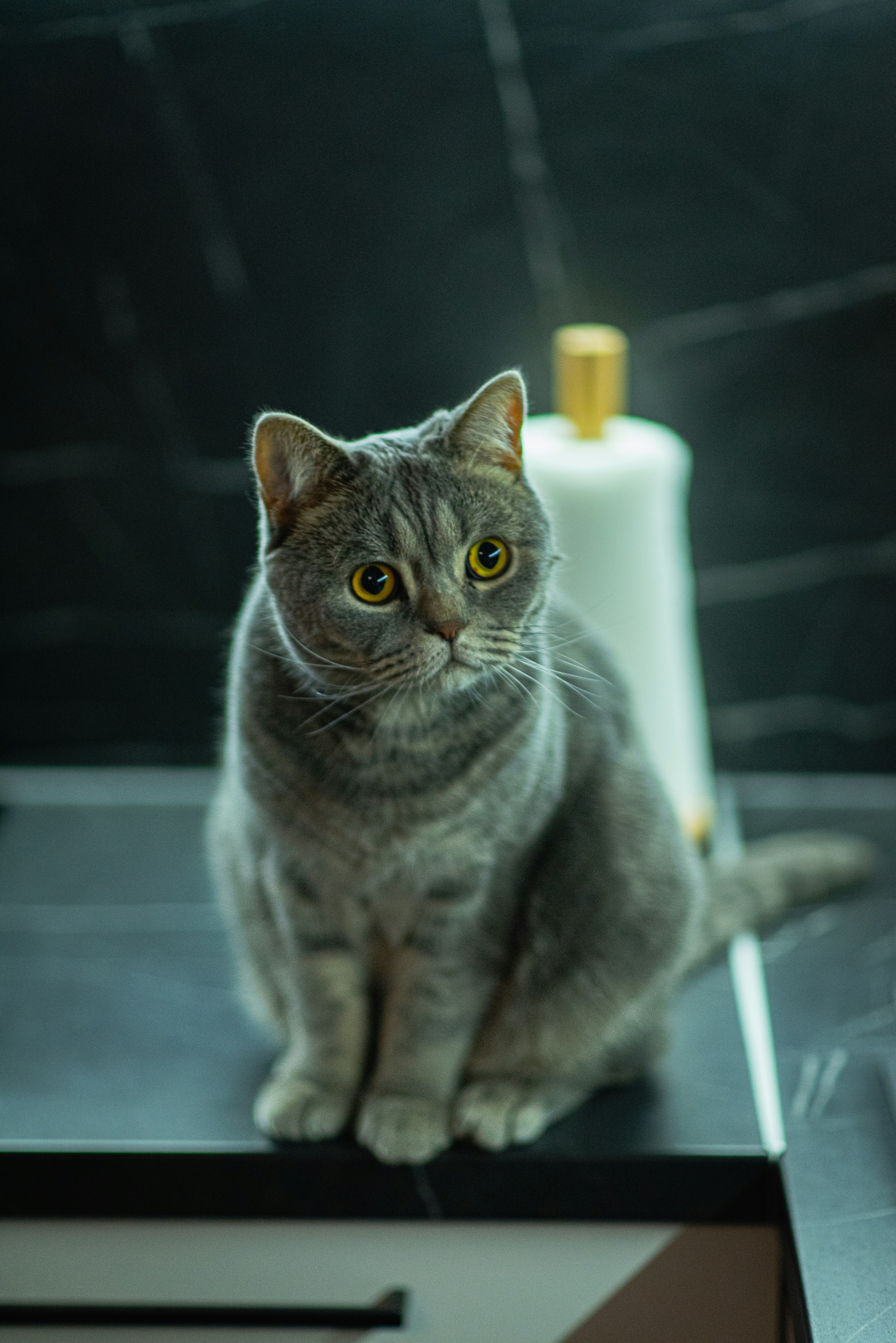Gray British Shorthair sits on a glossy kitchen counter, eyes wide as the camera captures its curious gaze with a tissue roll blurred in the background.