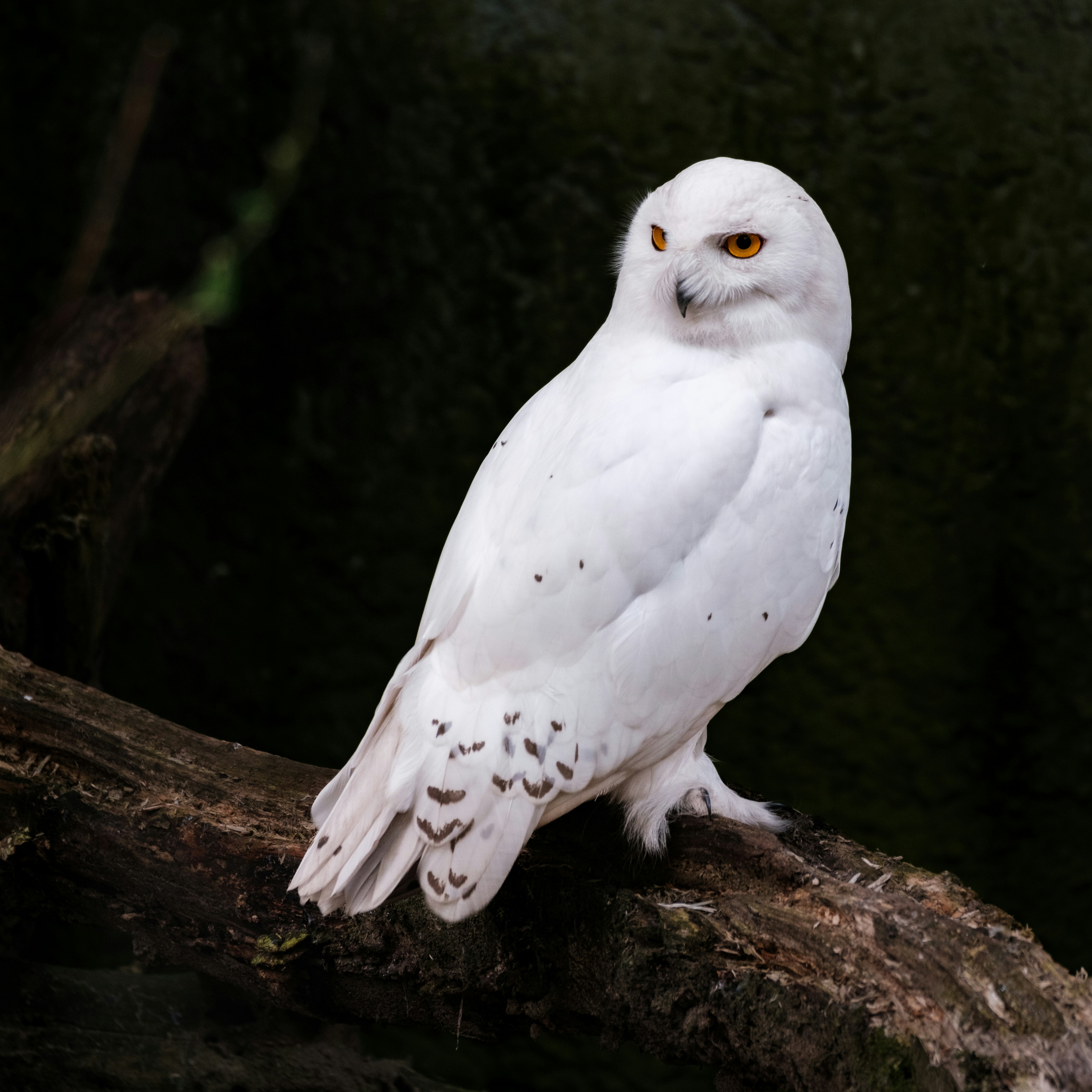 Imágenes de Búho Blanco | Descarga imágenes gratuitas en Unsplash