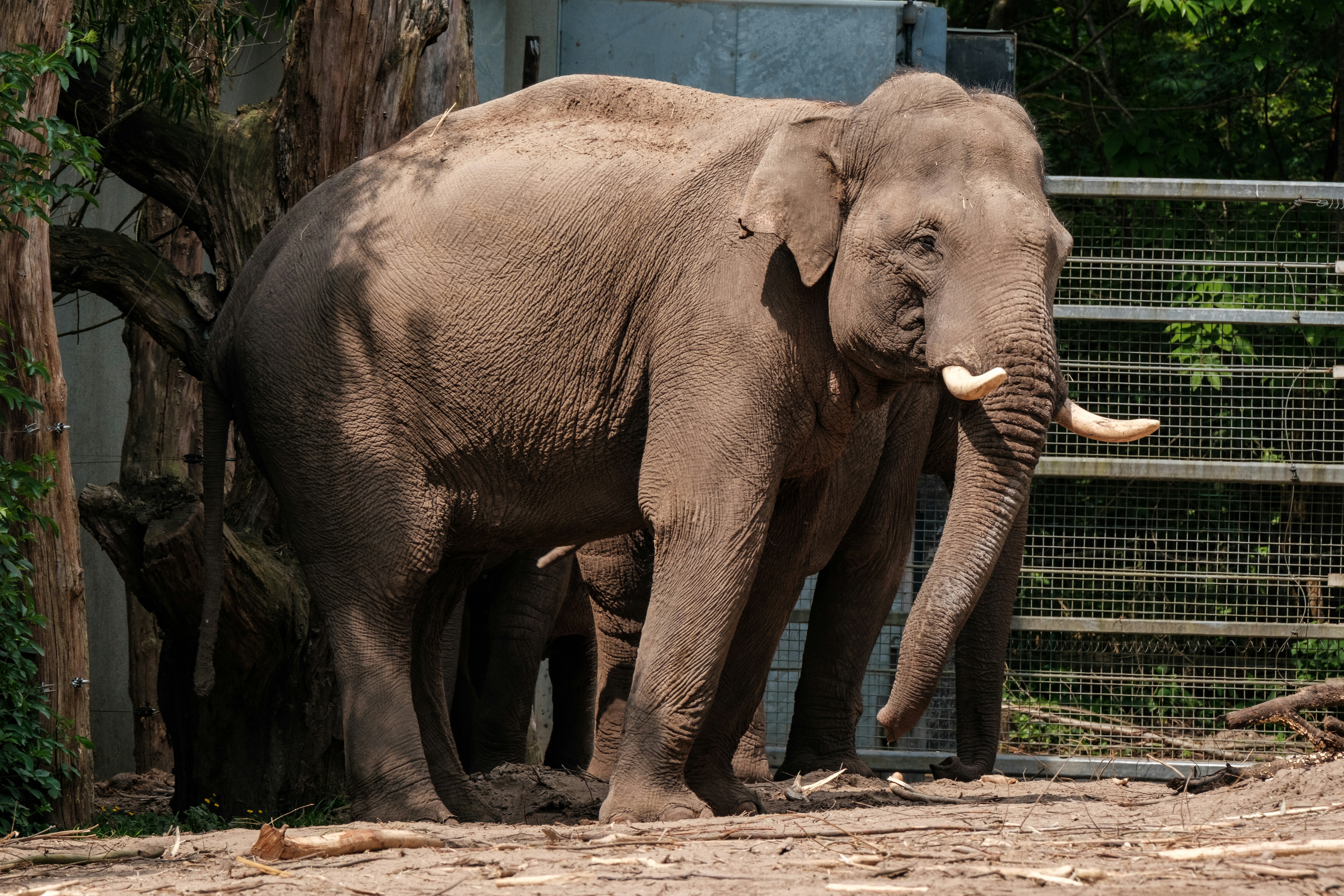 Sunlit Sentinels at the Zoo Gate: Elephants in Quiet Proximity