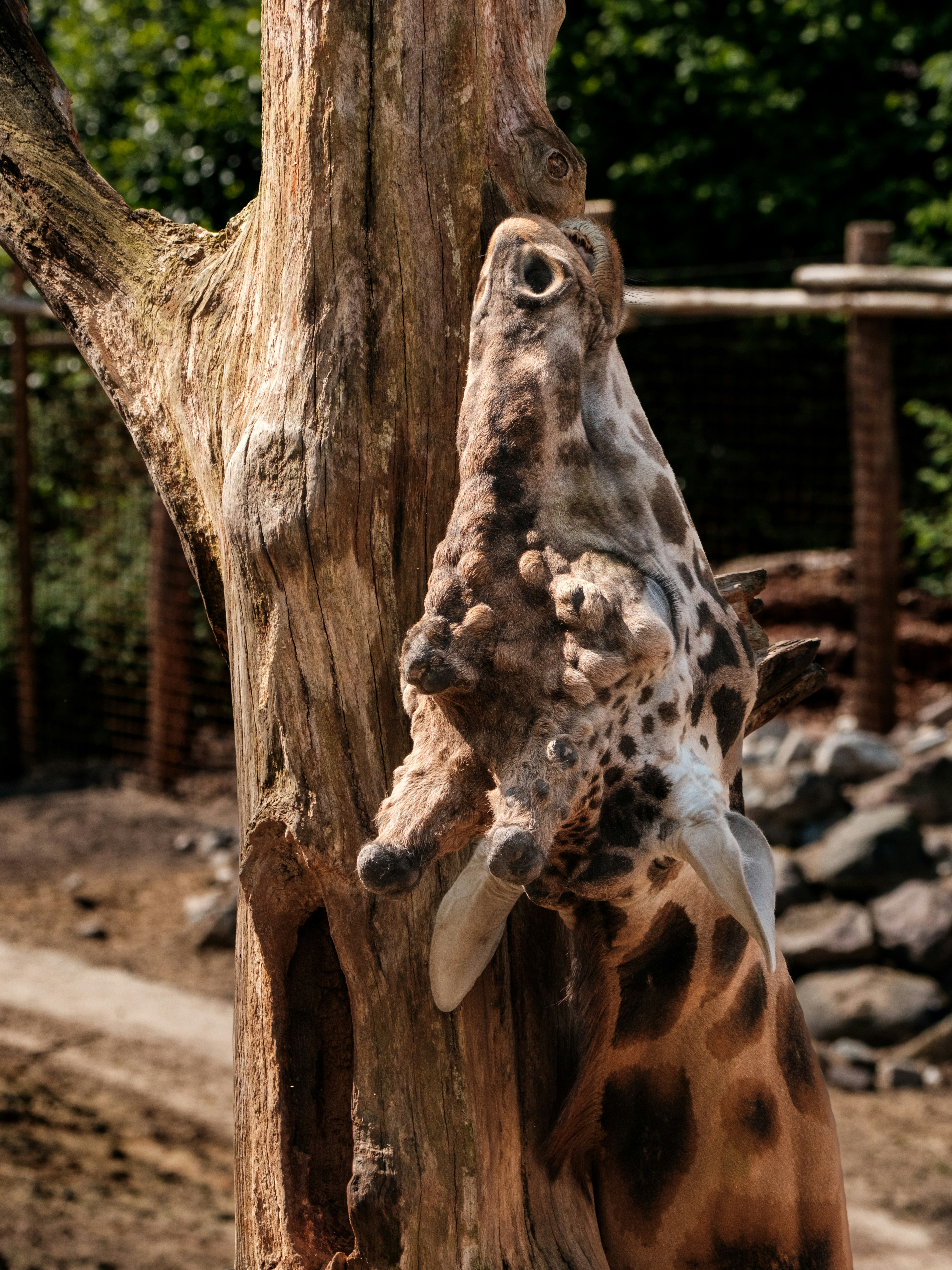 Leaf-Grab at Dappled Zoo Light: A Giraffe Reaches for Treetop Foliage