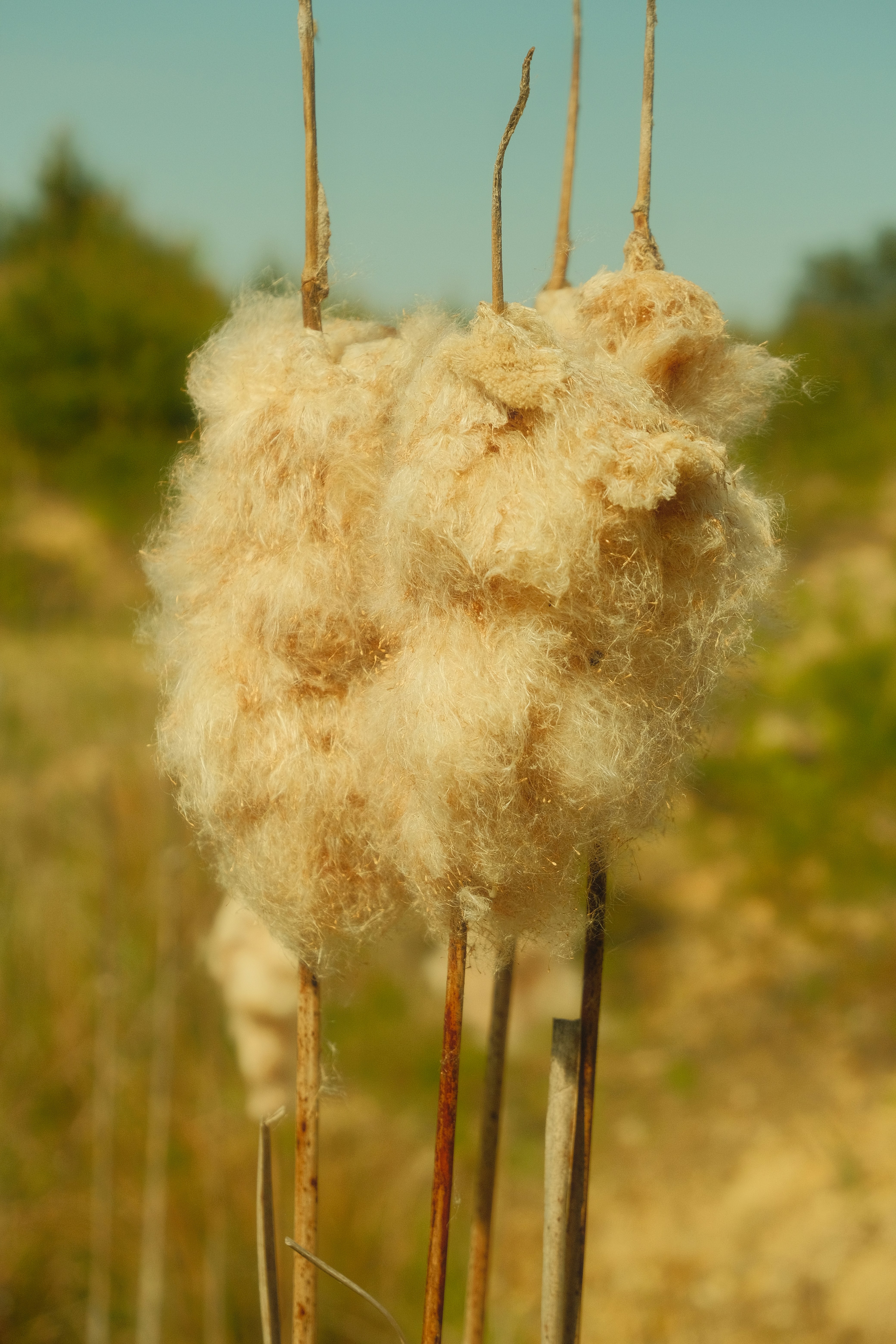 A couple of sticks with some kind of thing on them photo – Free Girl ...