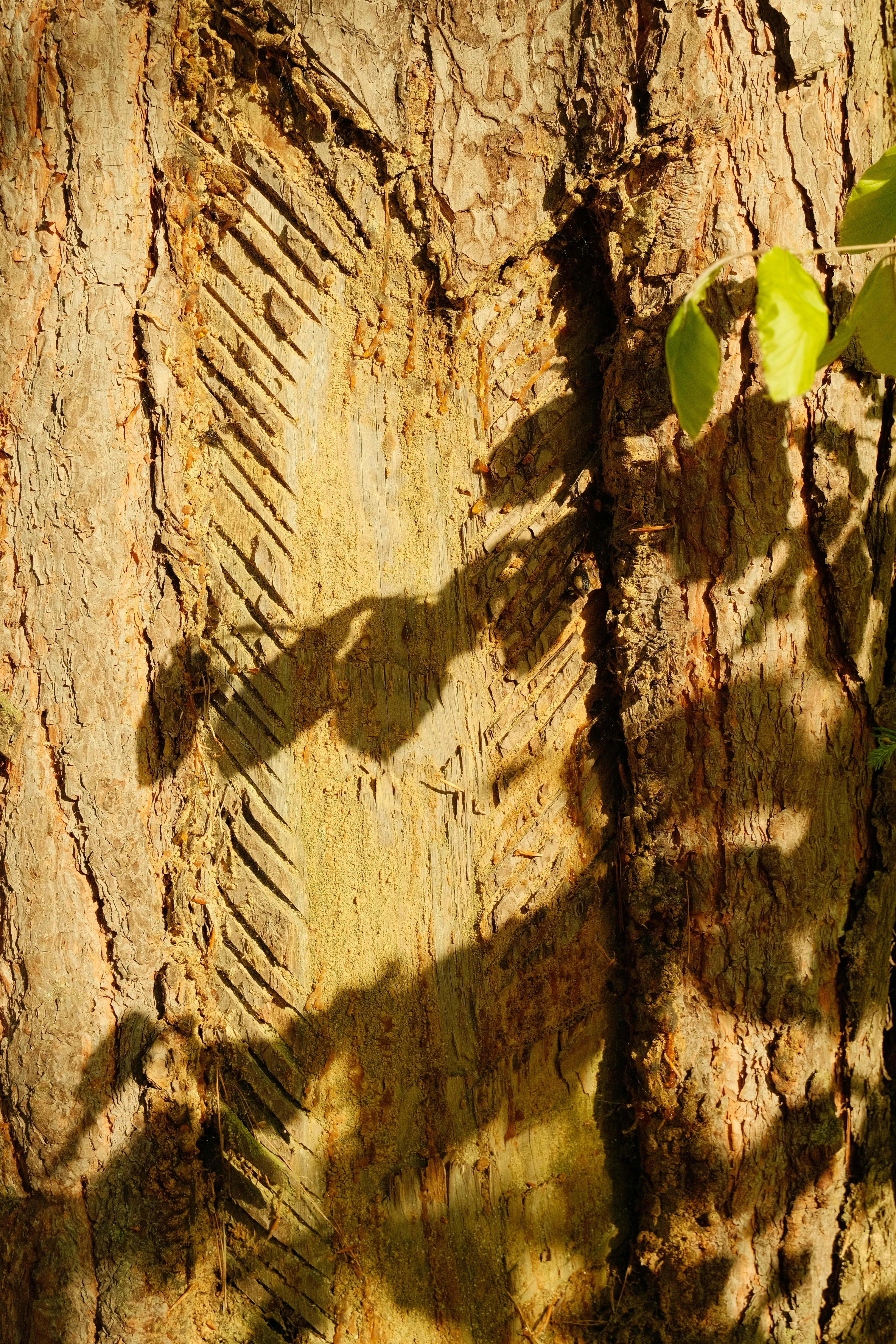 Tree bark with a carved sign, telling a story of human interaction with nature.