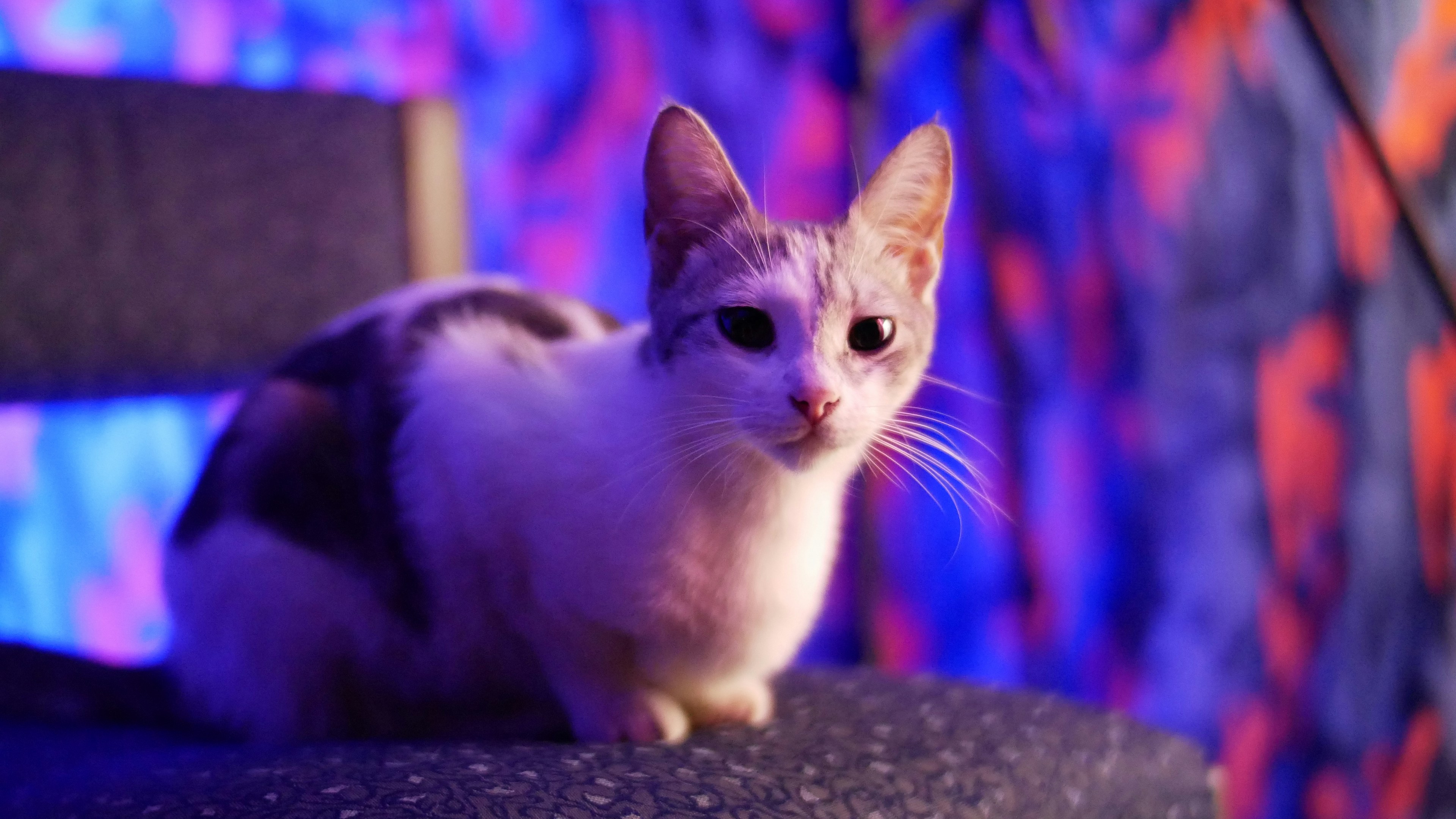 Curious Alley Cat Under Neon Night Lights