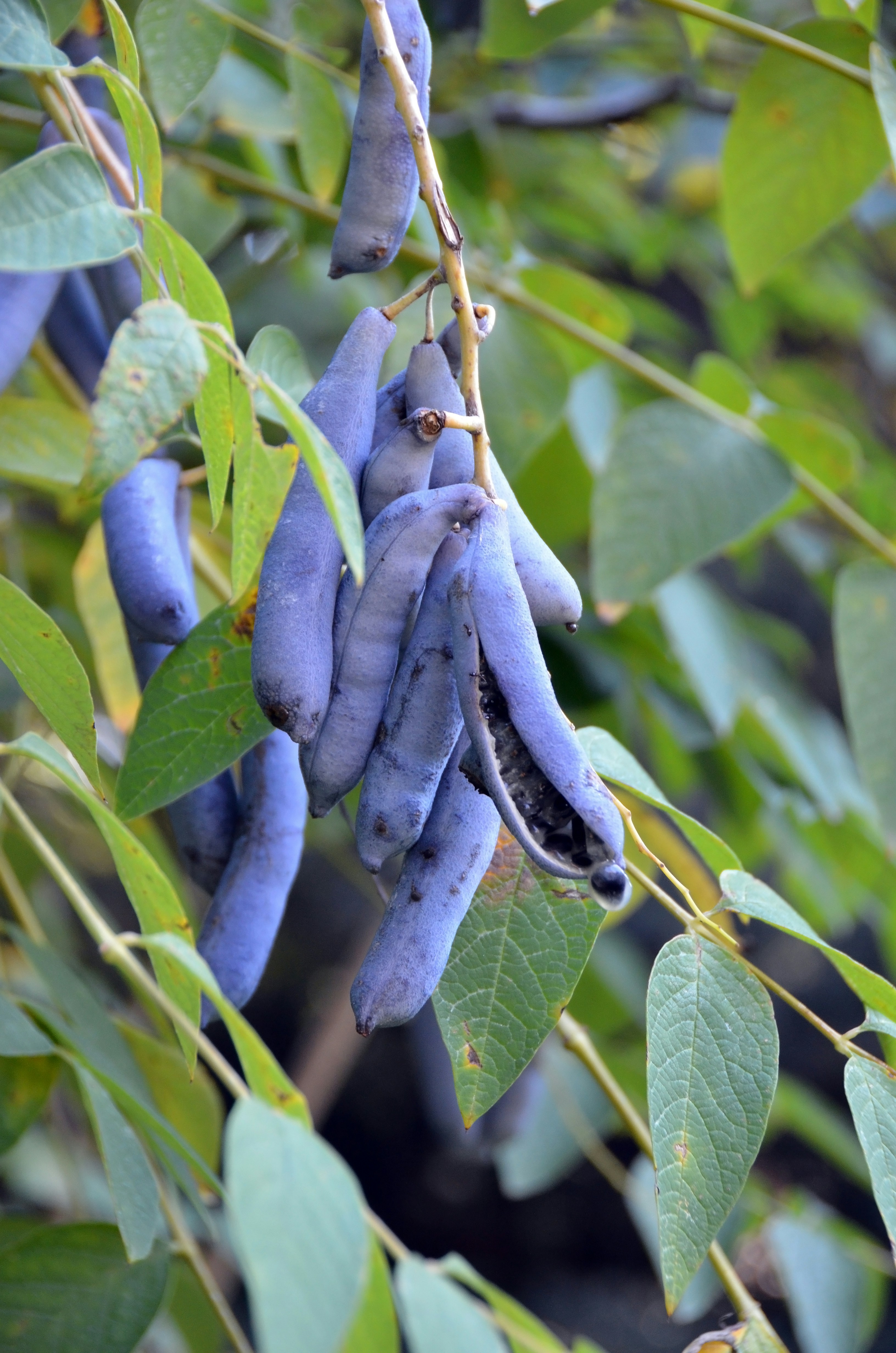 Blue Indigo Pod Cascade on a Vine