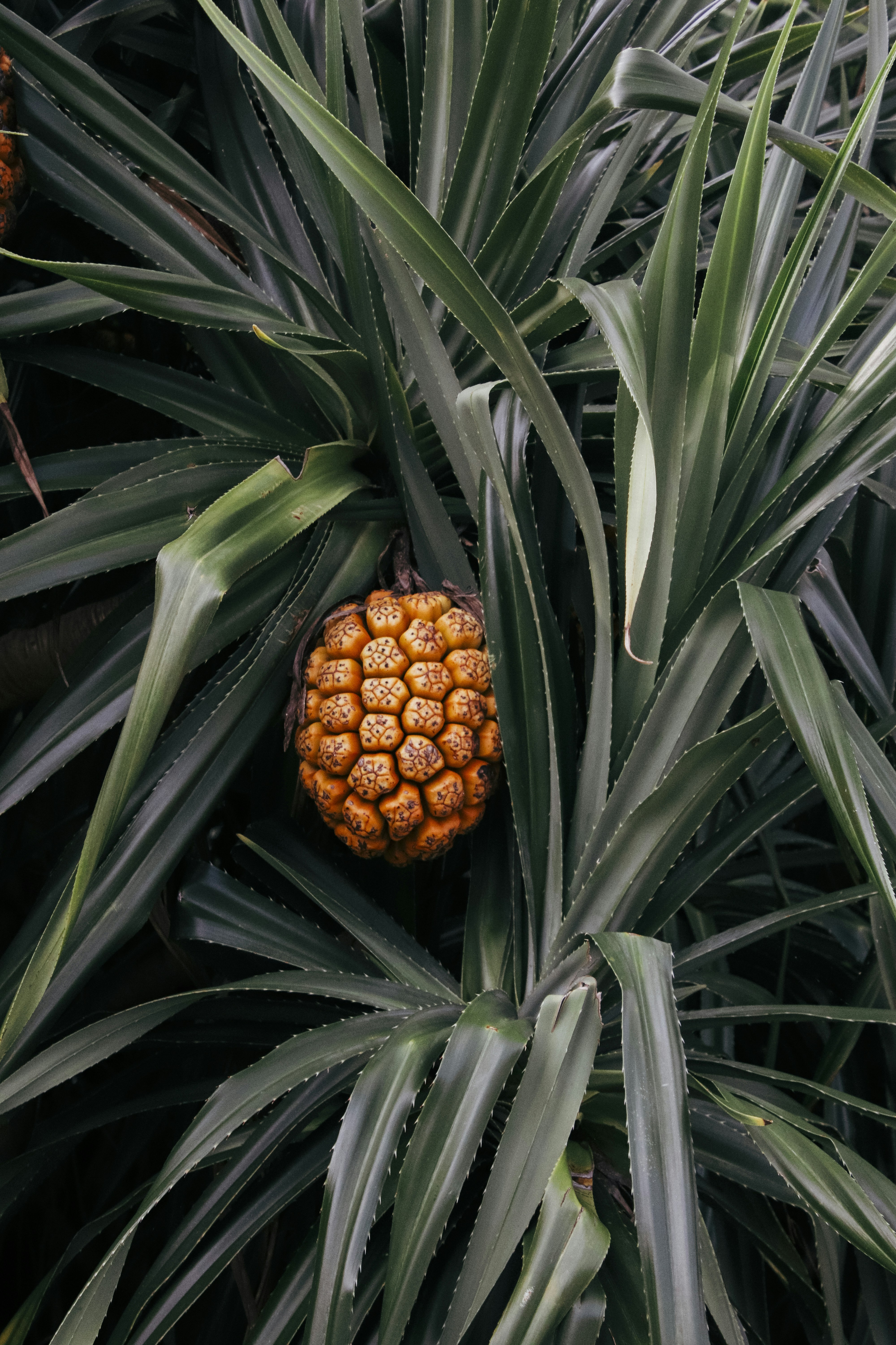A pineapple is growing on a pineapple tree photo – Free Nature Image on ...
